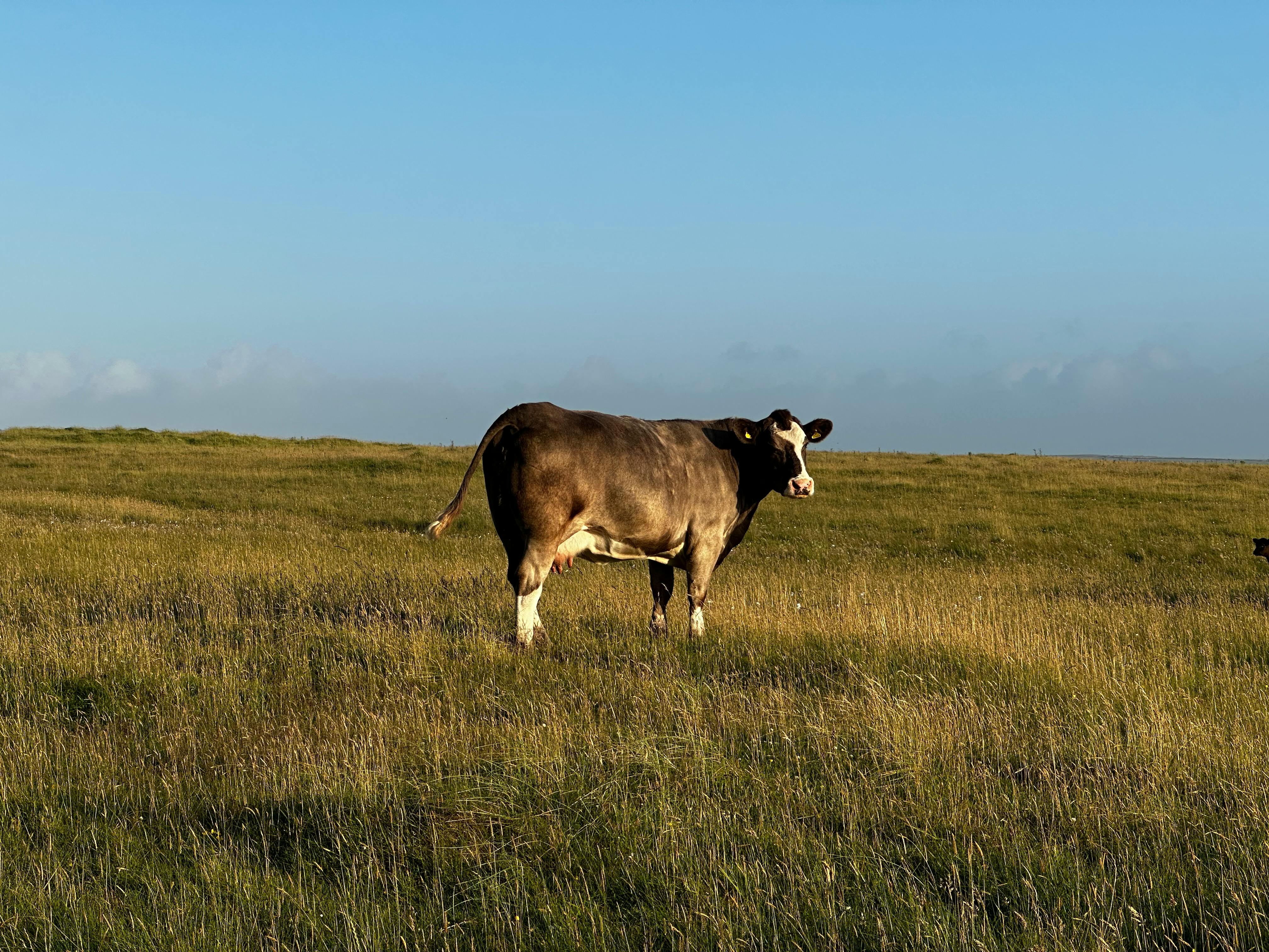 400.000+ melhores imagens de Fotos De Vaca · Download 100% grátis ...