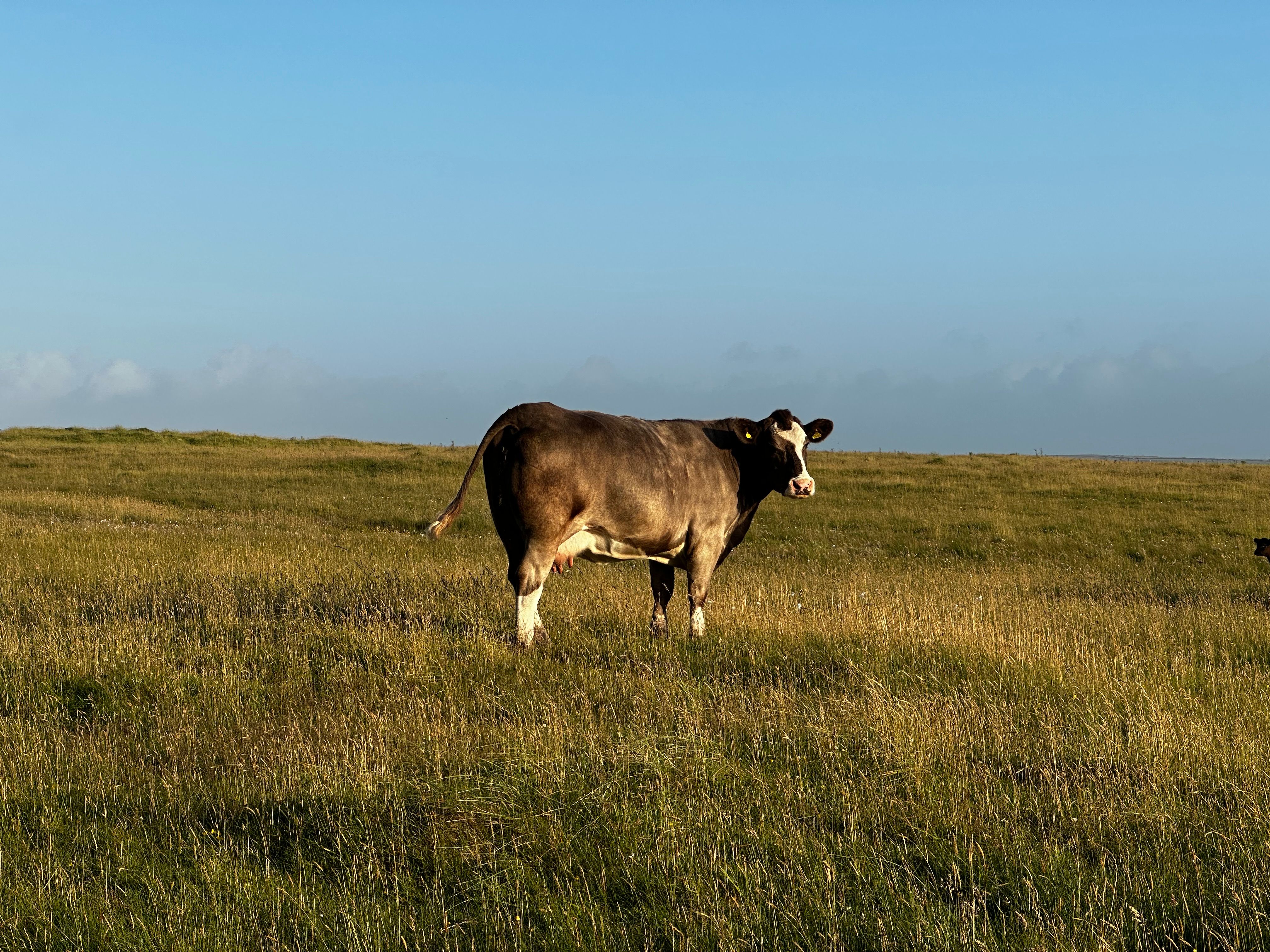 Animal Farm Landscape Photos, Download The BEST Free Animal Farm ...
