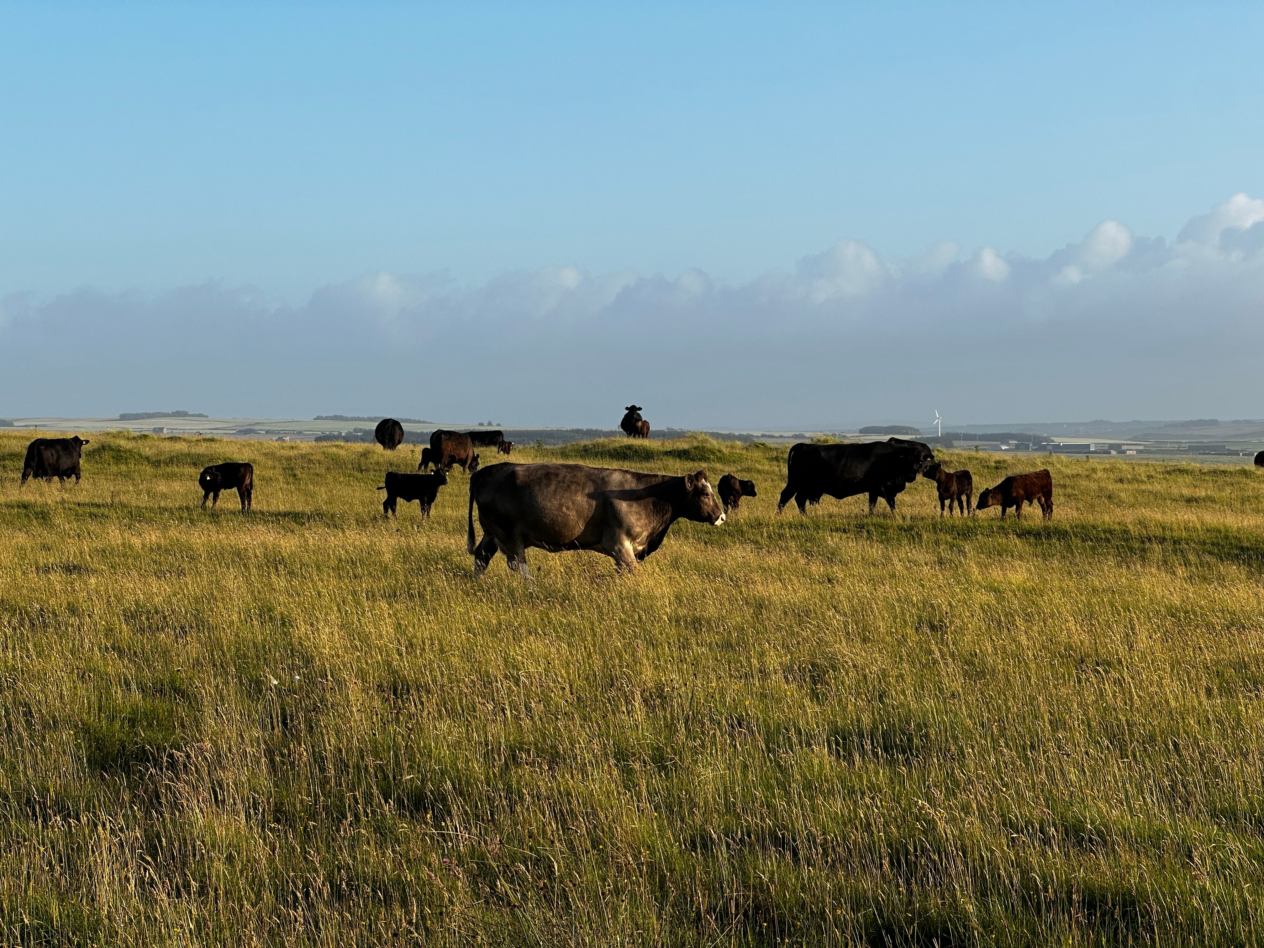 Brown Cows Grazing in Open Field at Daytime · Free Stock Photo