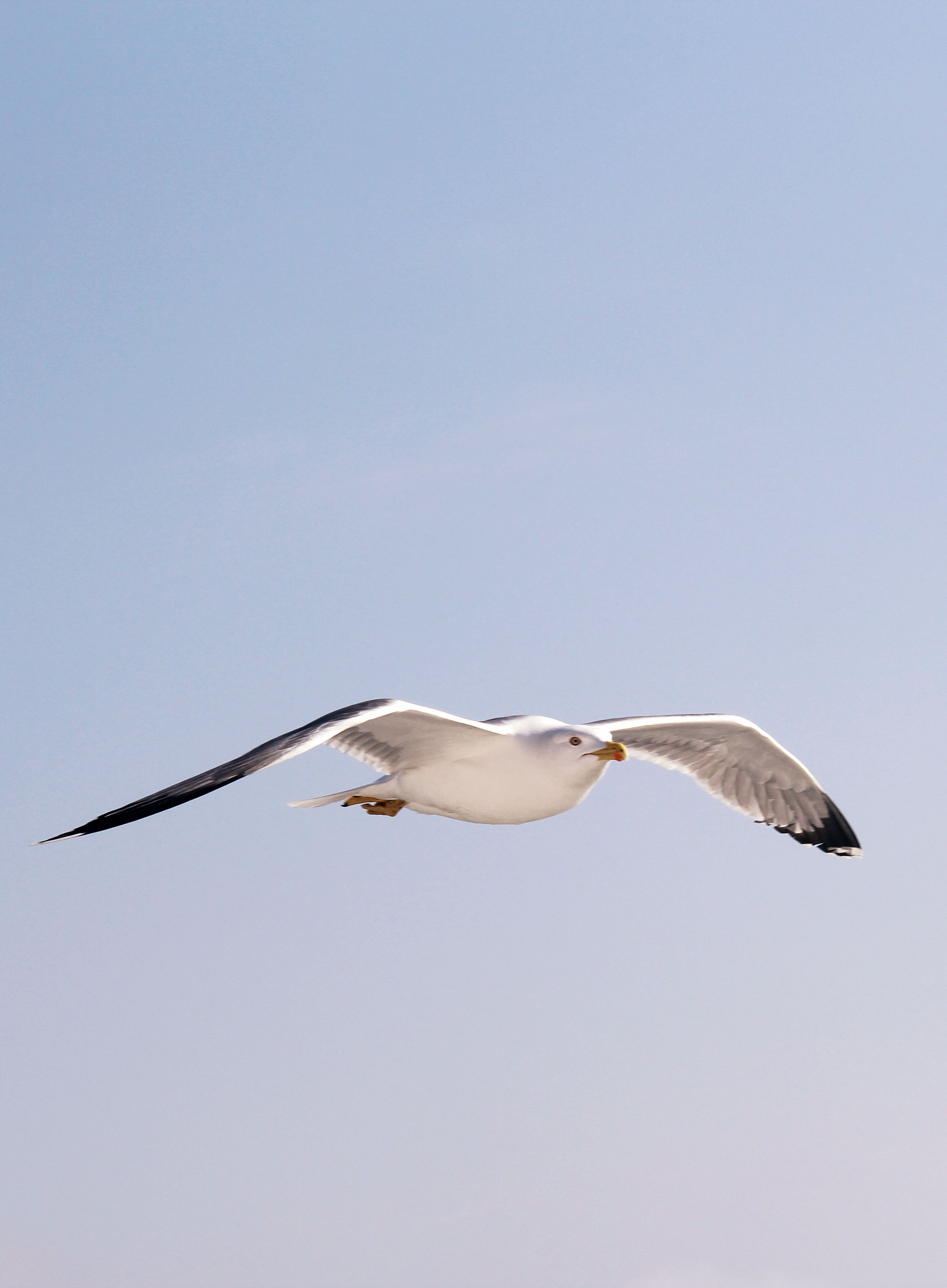 Seagull Soaring in Blue Sky Overhead · Free Stock Photo
