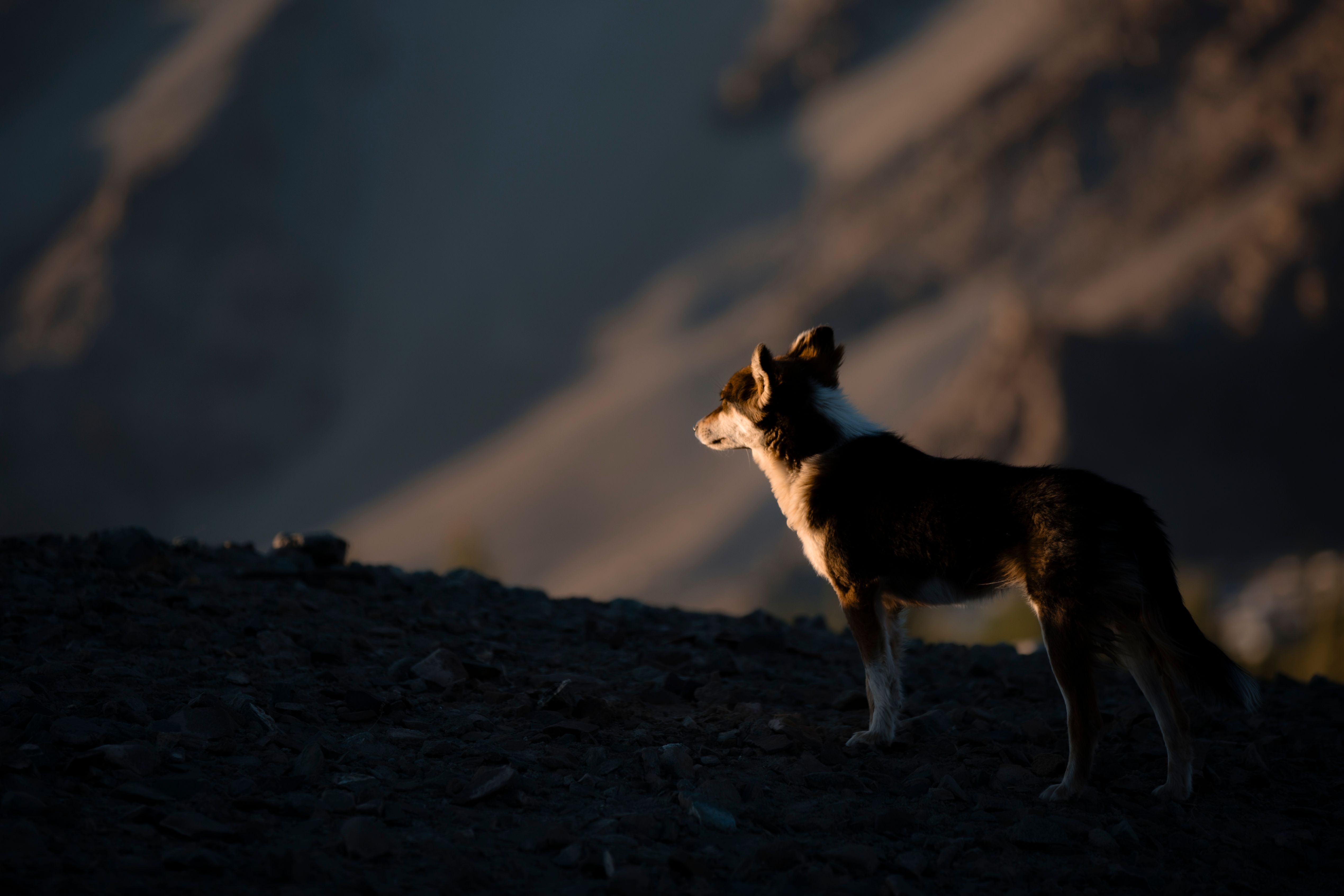 Dog 4k Wallpapers Photos, Download The BEST Free Dog 4k Wallpapers ...