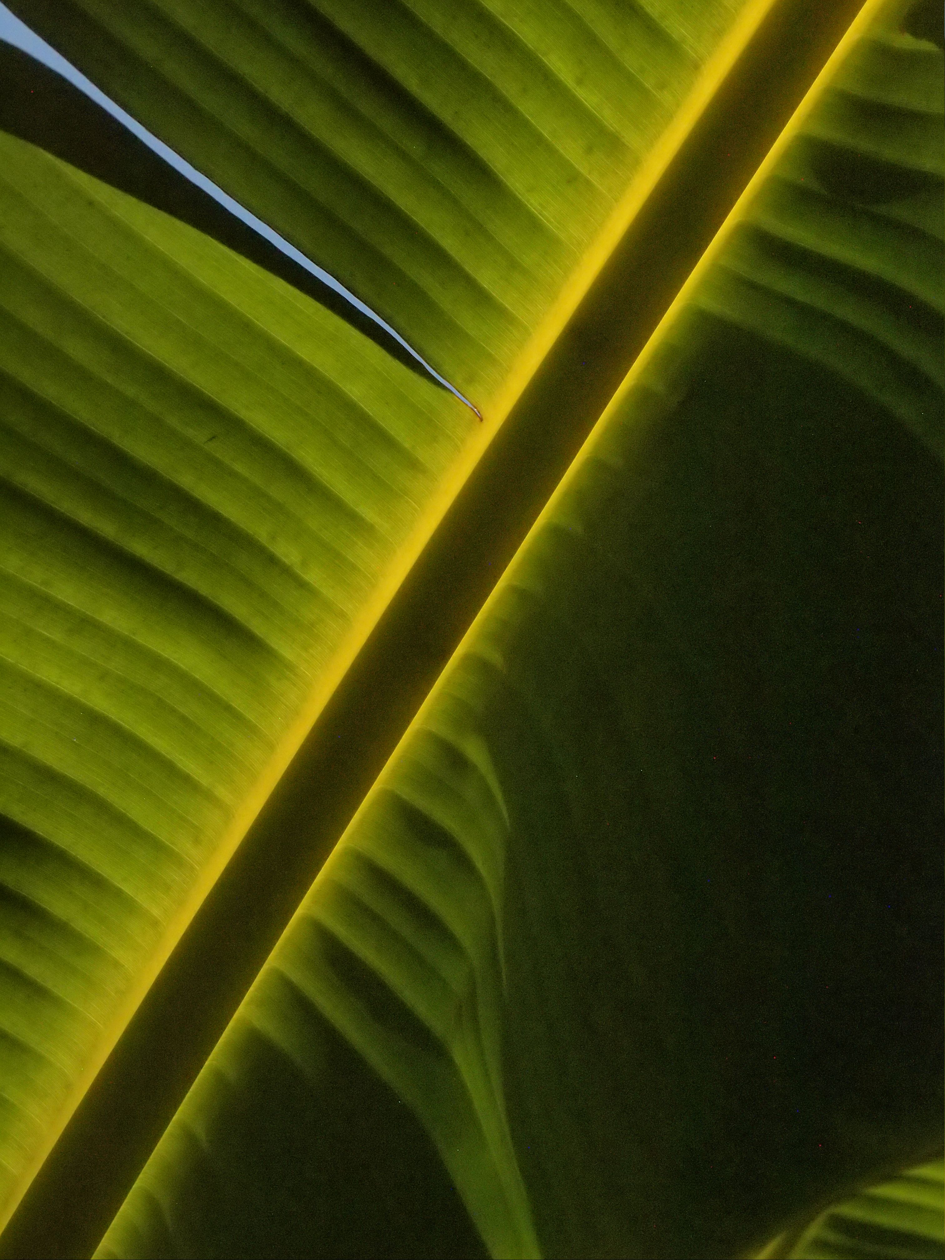 Vibrant Close-Up of Sunlit Banana Leaf · Free Stock Photo