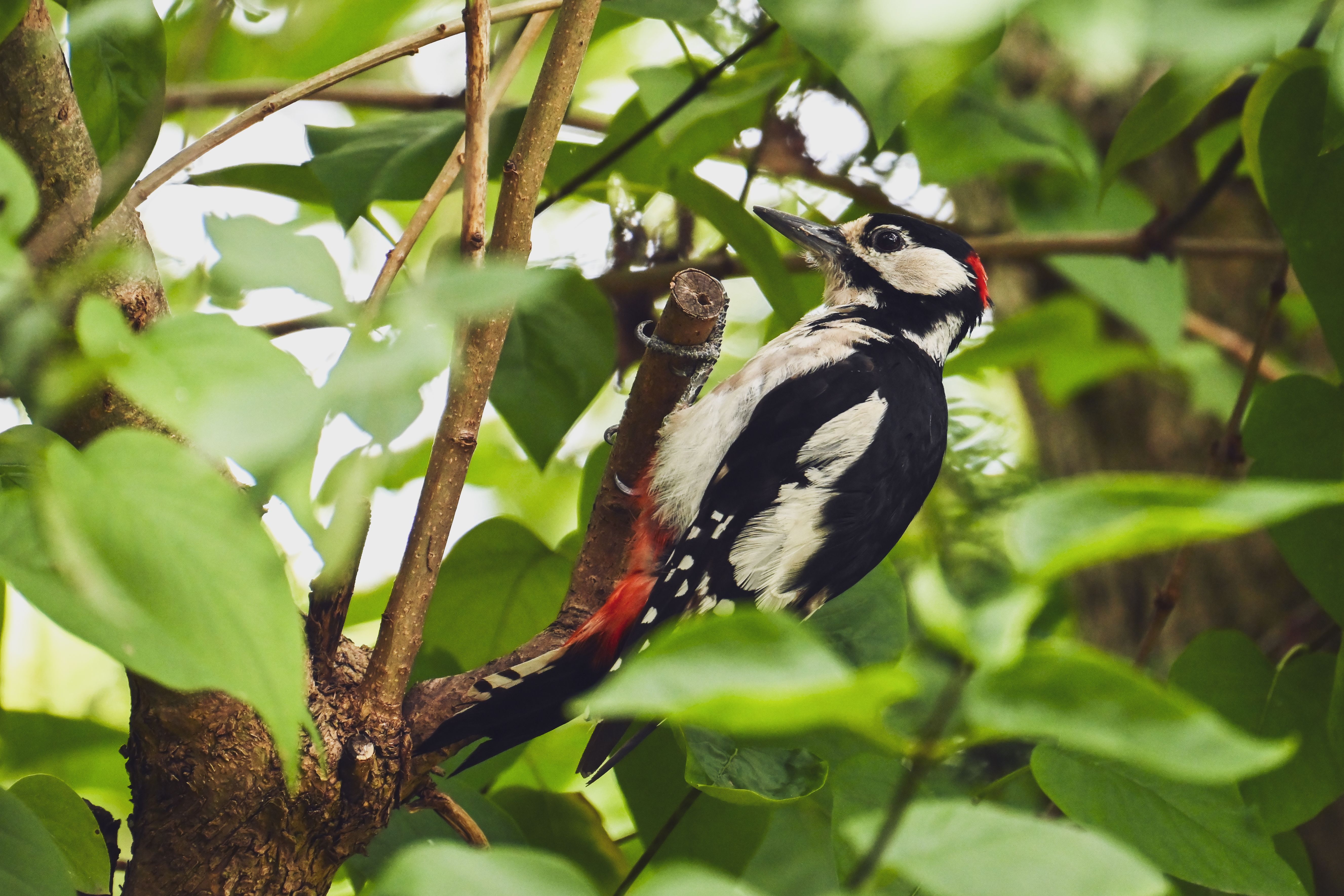 Bird Garden Photos, Download The BEST Free Bird Garden Stock Photos ...