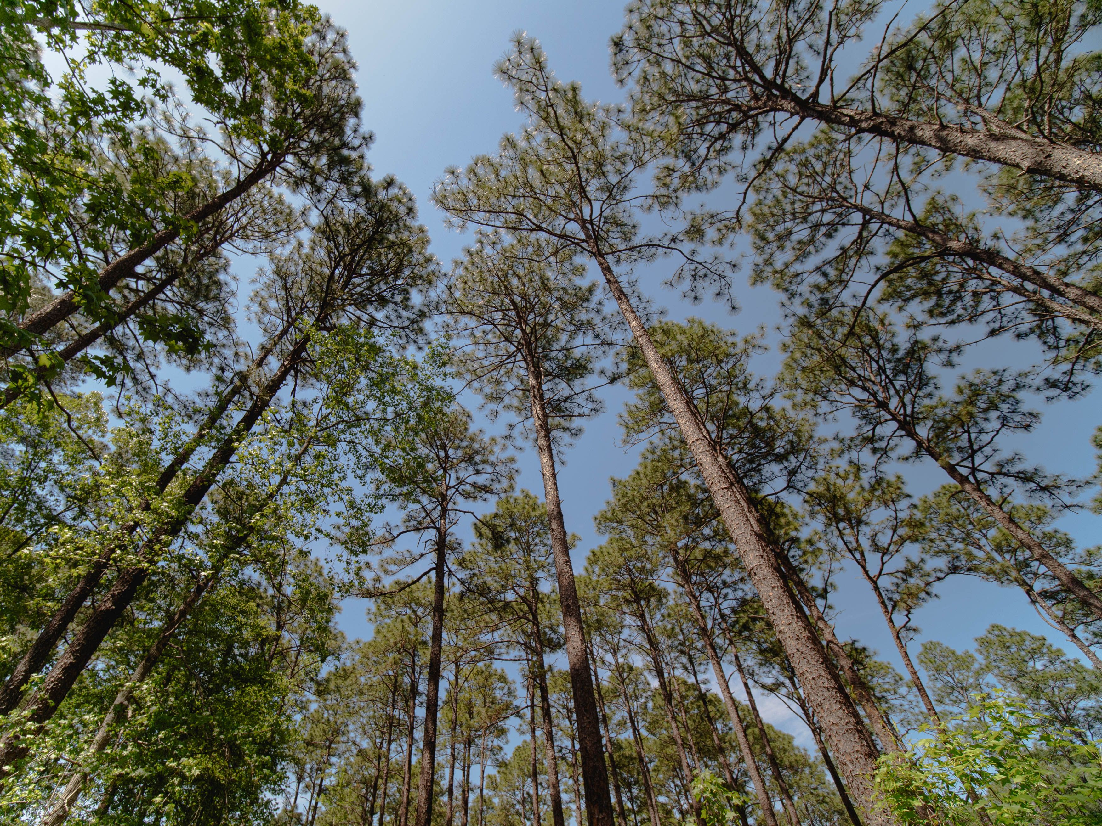 Serene Pine Forest in Columbia, SC · Free Stock Photo