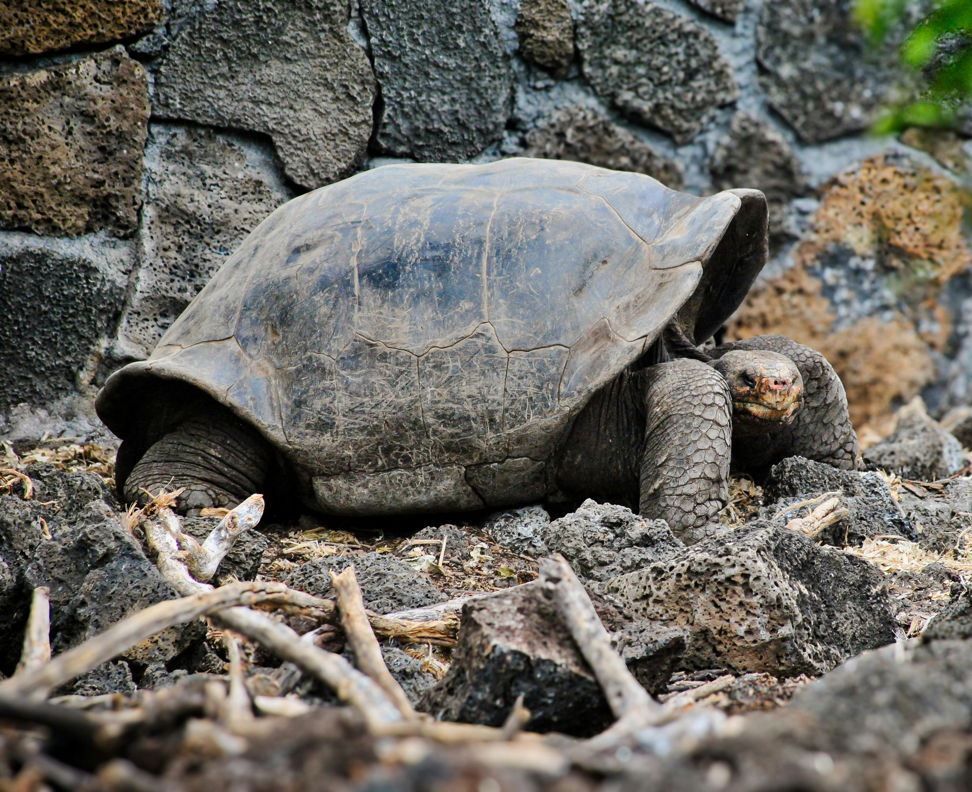 Old Tortoise Photos, Download The BEST Free Old Tortoise Stock Photos ...