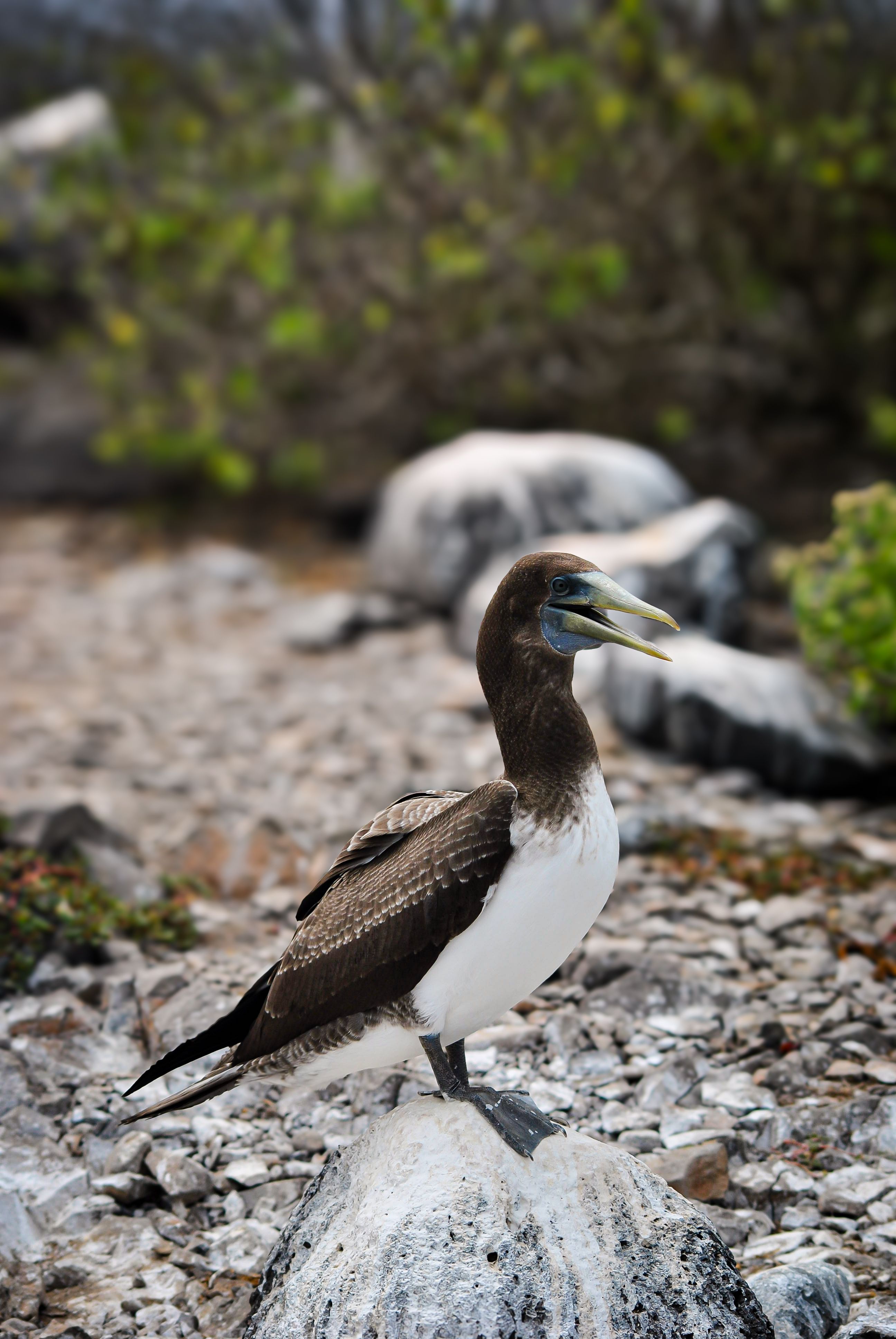 Tropical Seabird Photos, Download The BEST Free Tropical Seabird Stock ...