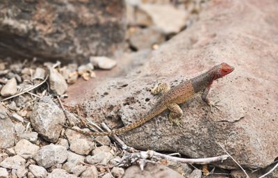 lava lizard galapagos facts and behavior patterns