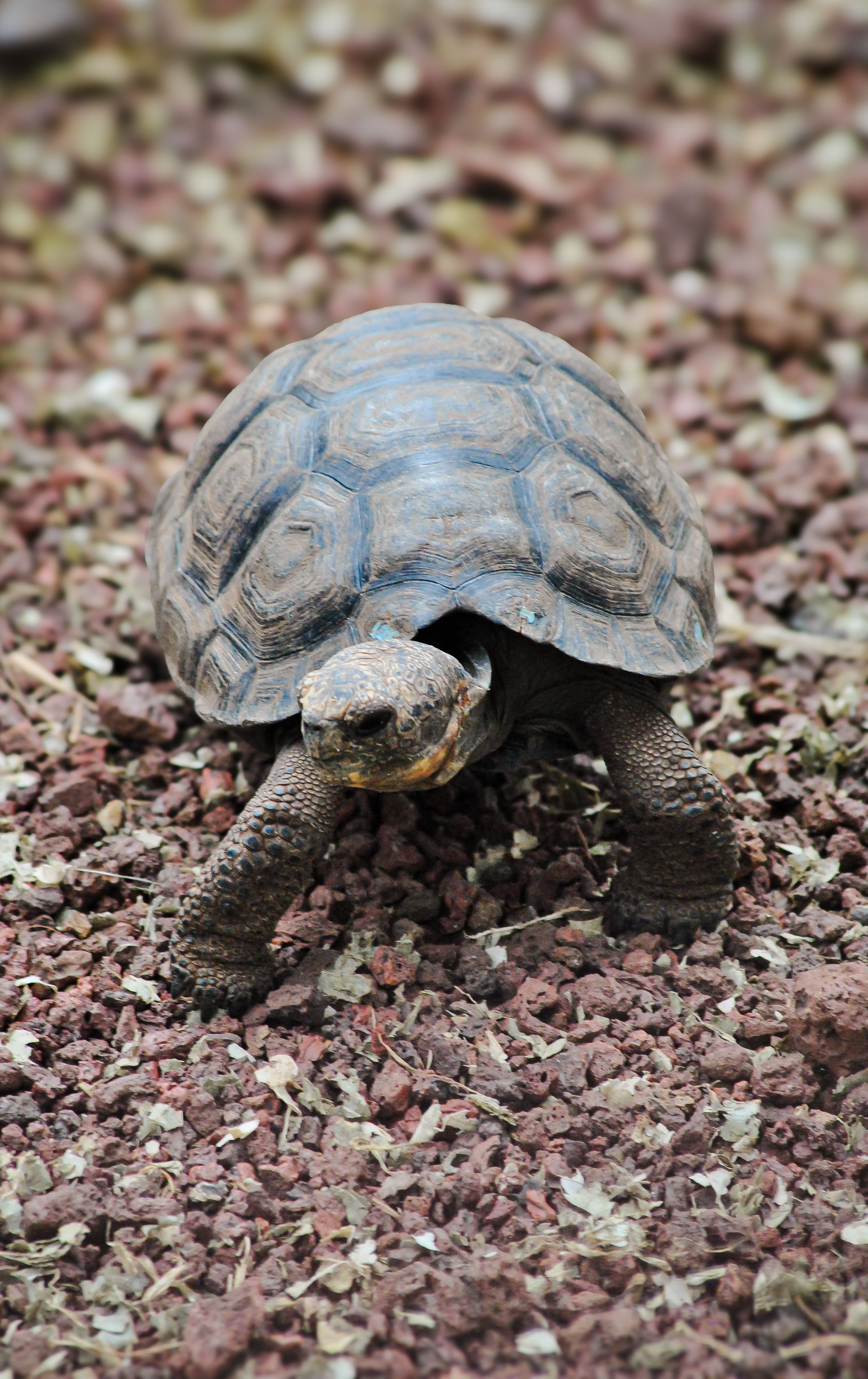 Turtle Aqauriam Photos, Download The BEST Free Turtle Aqauriam Stock ...