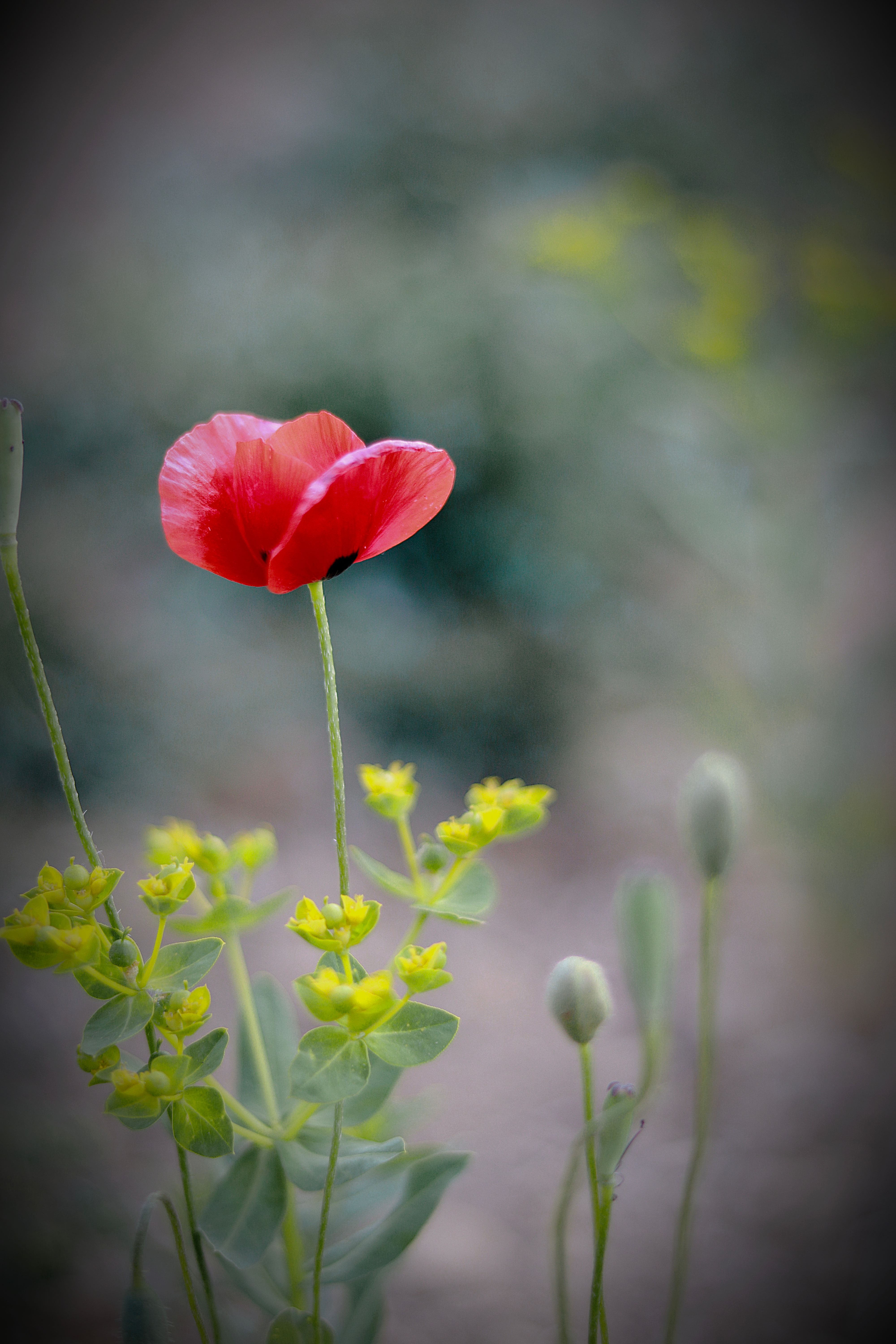 Poppy Images Photos, Download The BEST Free Poppy Images Stock Photos ...