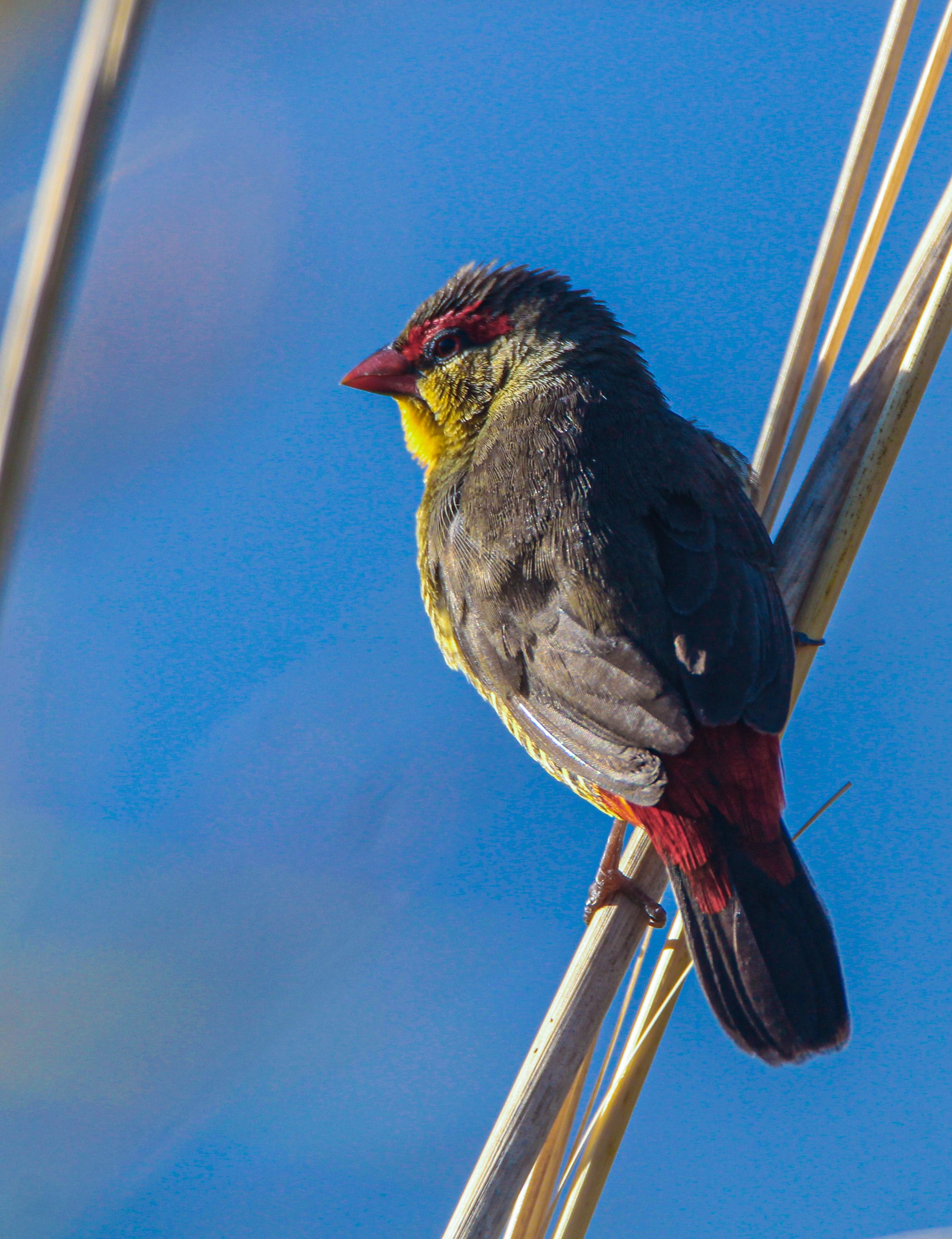 Vibrant Bird on Reed Against Clear Blue Sky · Free Stock Photo