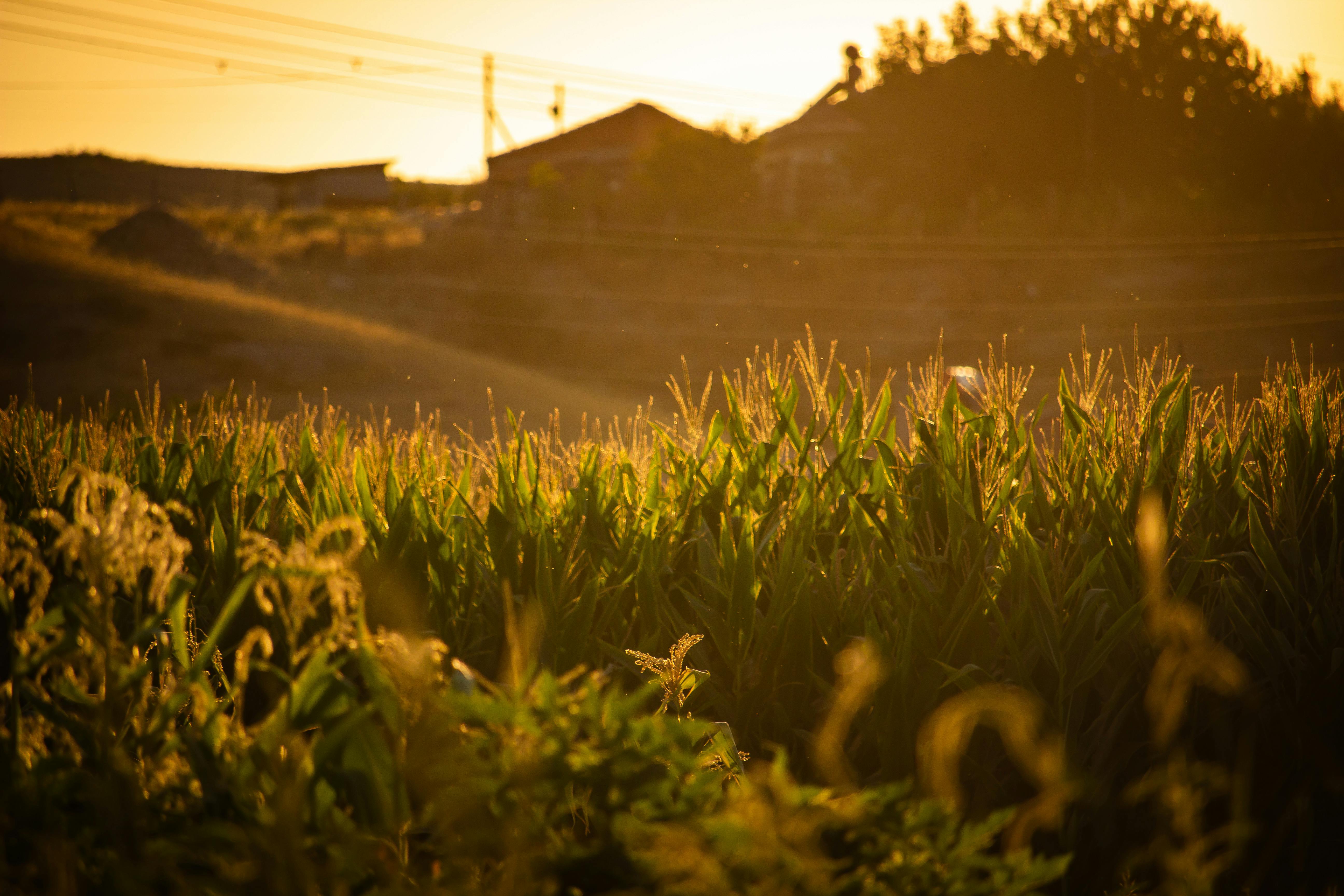 Foto de stock gratuita sobre @al aire libre, agricultura, amarillo ...