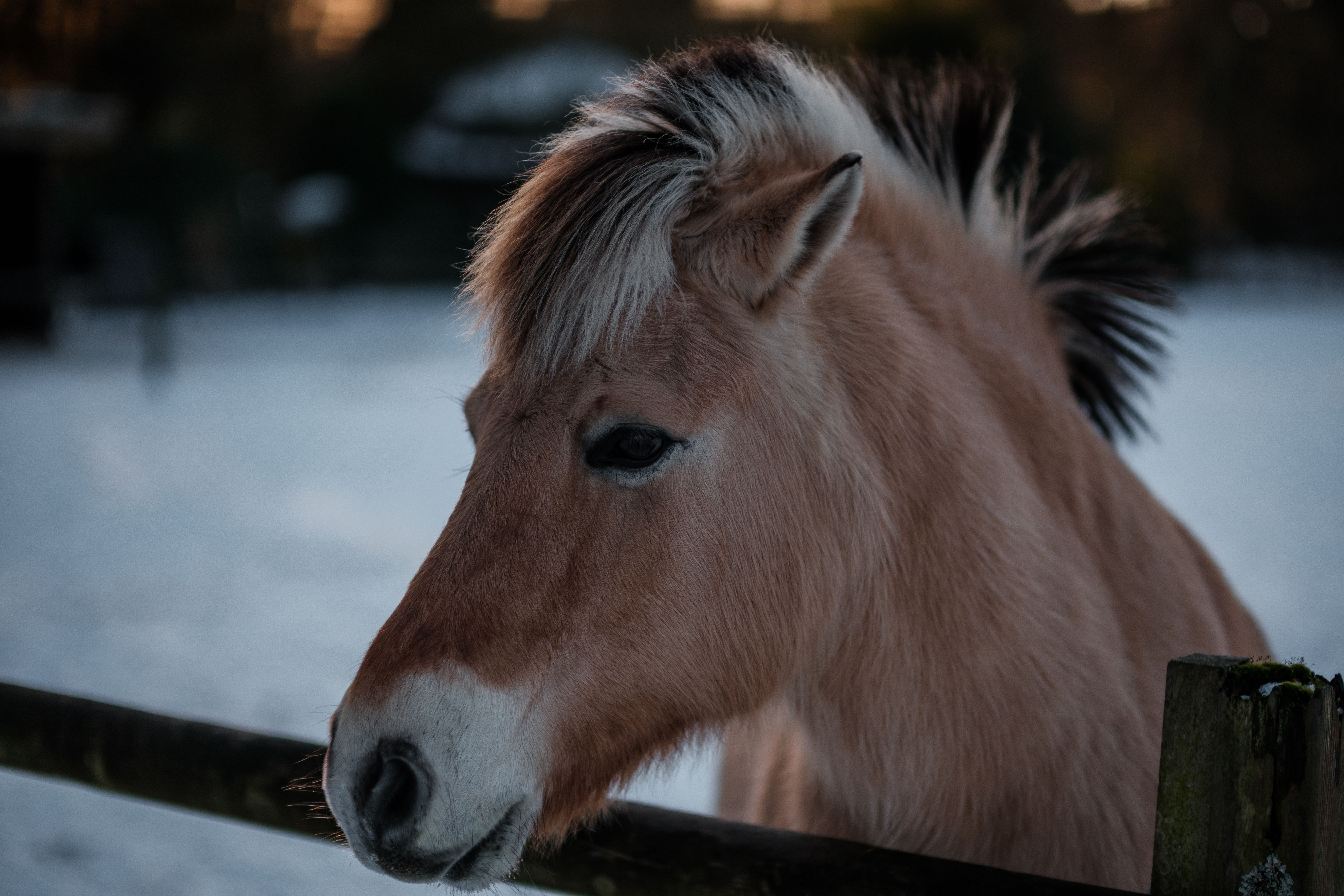 3 000+ beste Hesterbilder · 100 % gratis nedlasting · Pexels-arkivbilder