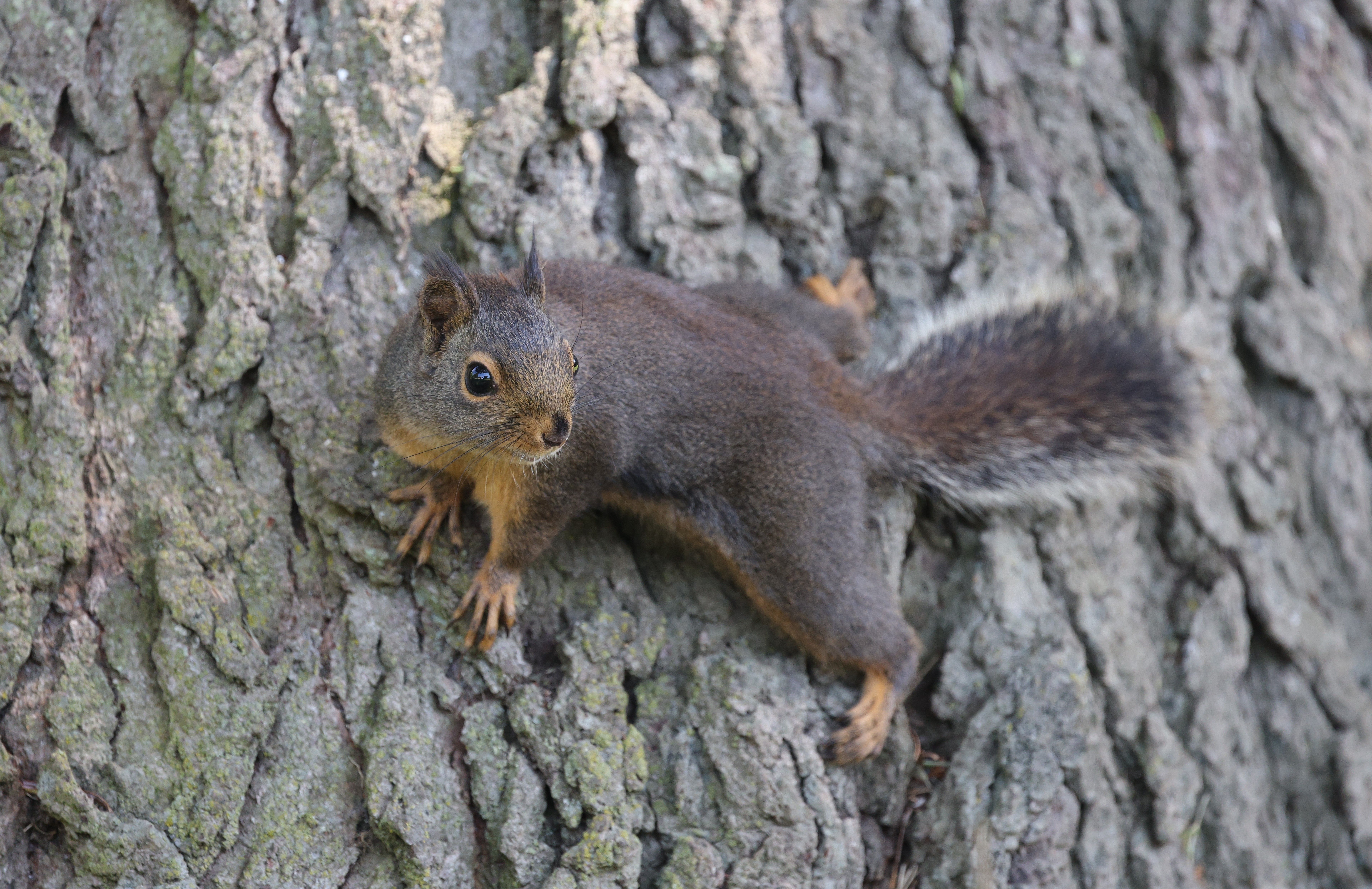Douglas Squirrel on Tree Bark in Park · Free Stock Photo