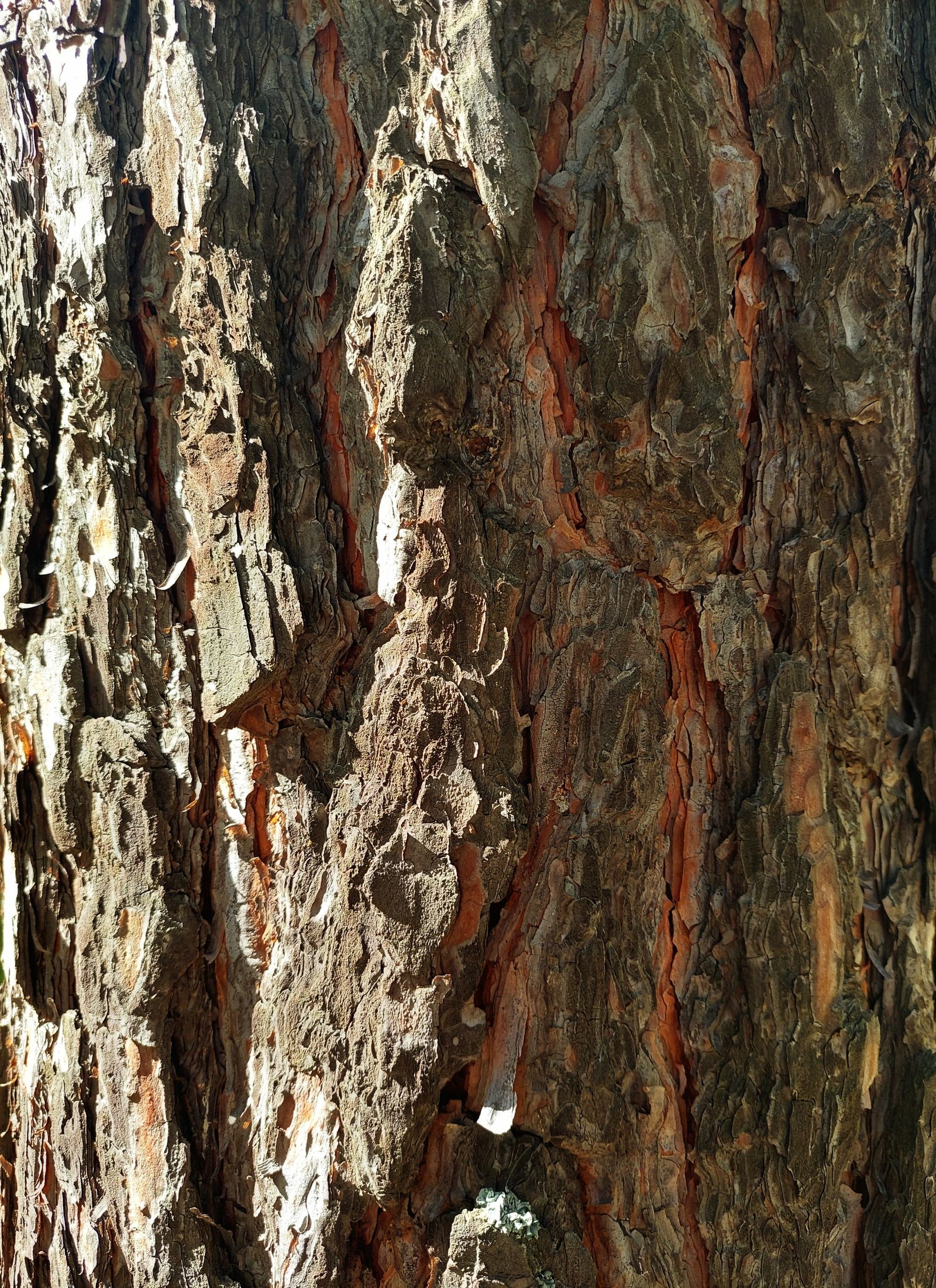 Tree Bark Photos, Download The BEST Free Tree Bark Stock Photos & HD Images