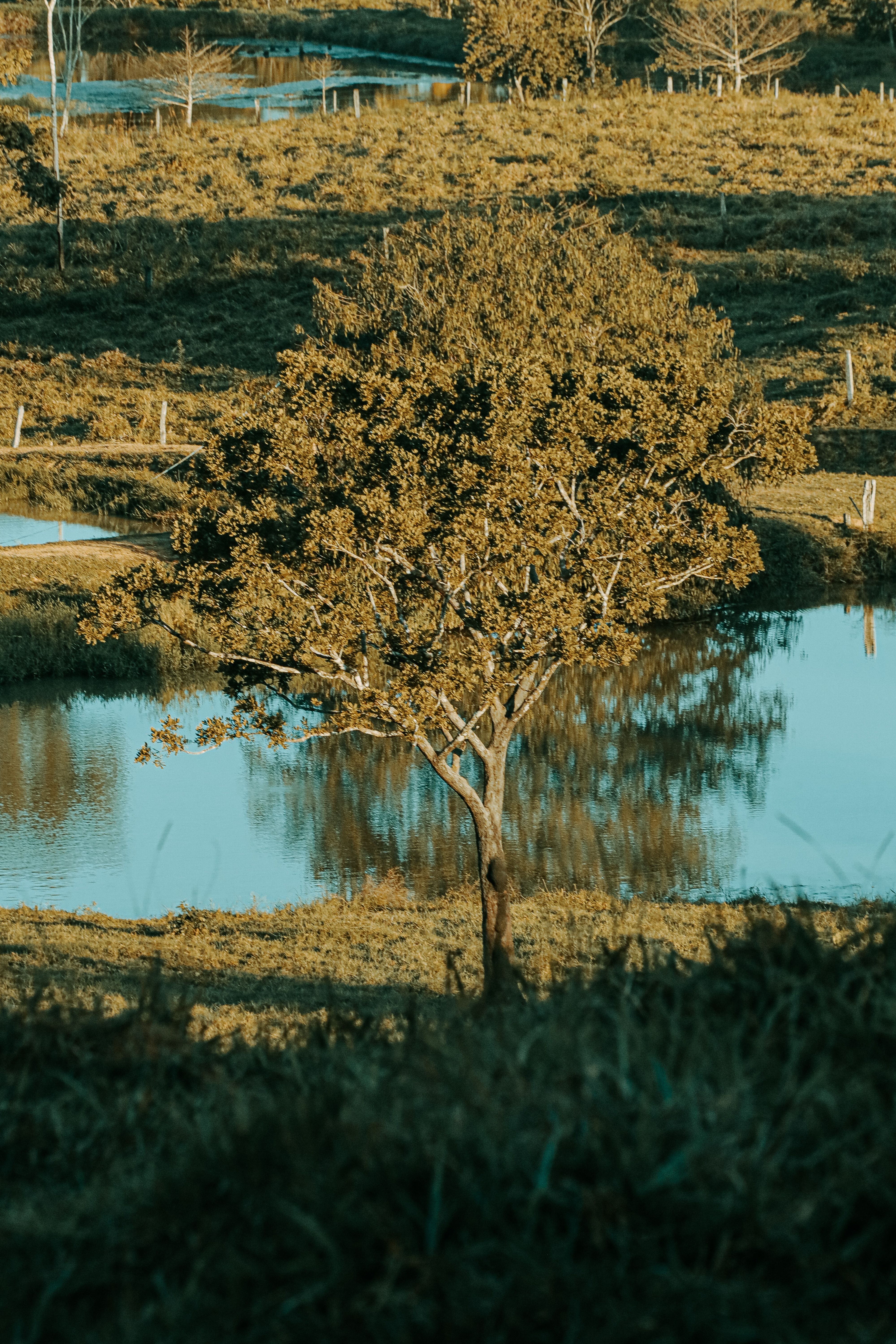 Beautiful Landscape With Trees Photos, Download The BEST Free Beautiful ...