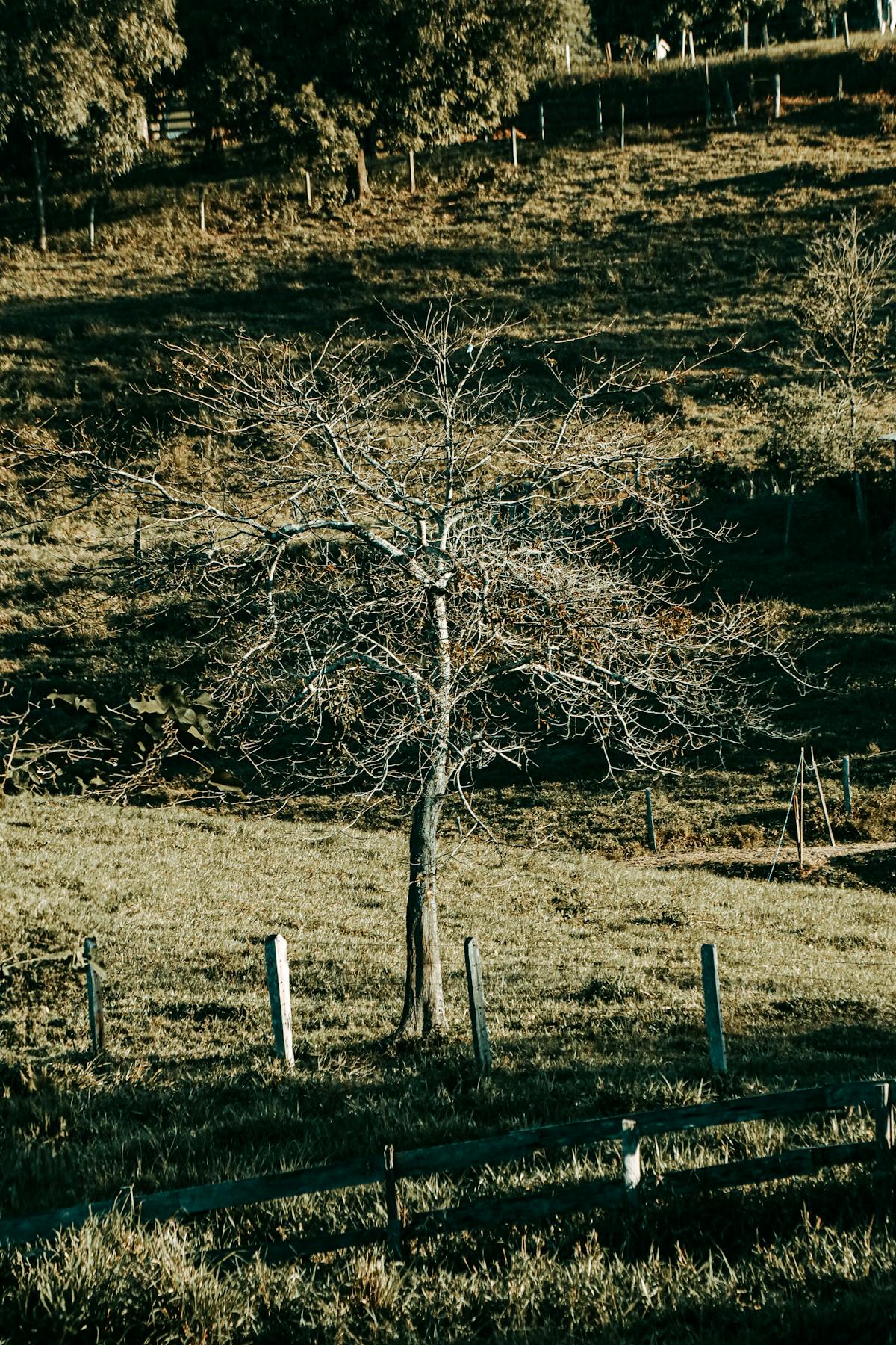 Winter Tree Photos, Download The BEST Free Winter Tree Stock Photos ...