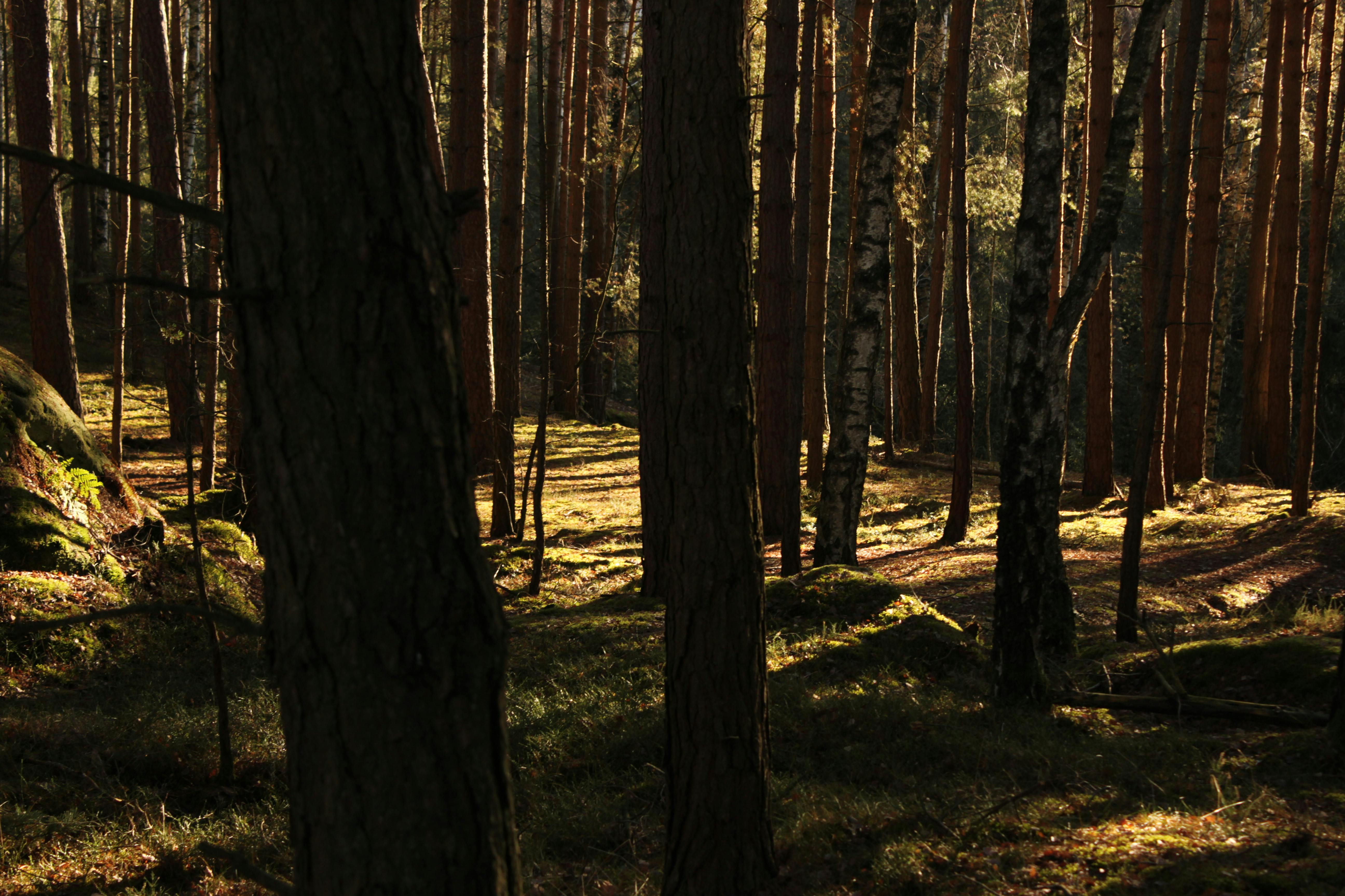 Tall Trees · Free Stock Photo