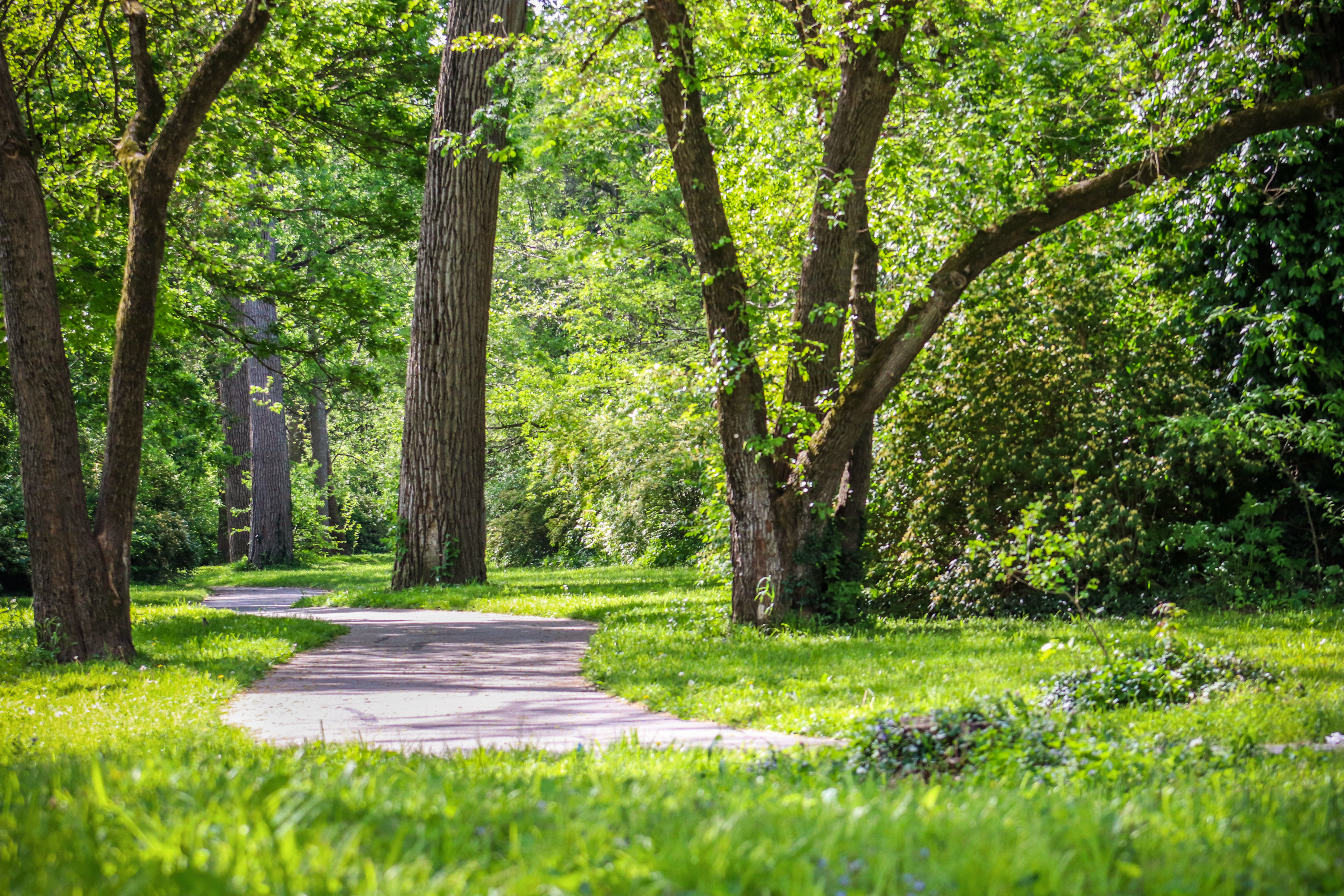 A Paved Walkway at a Park · Free Stock Photo