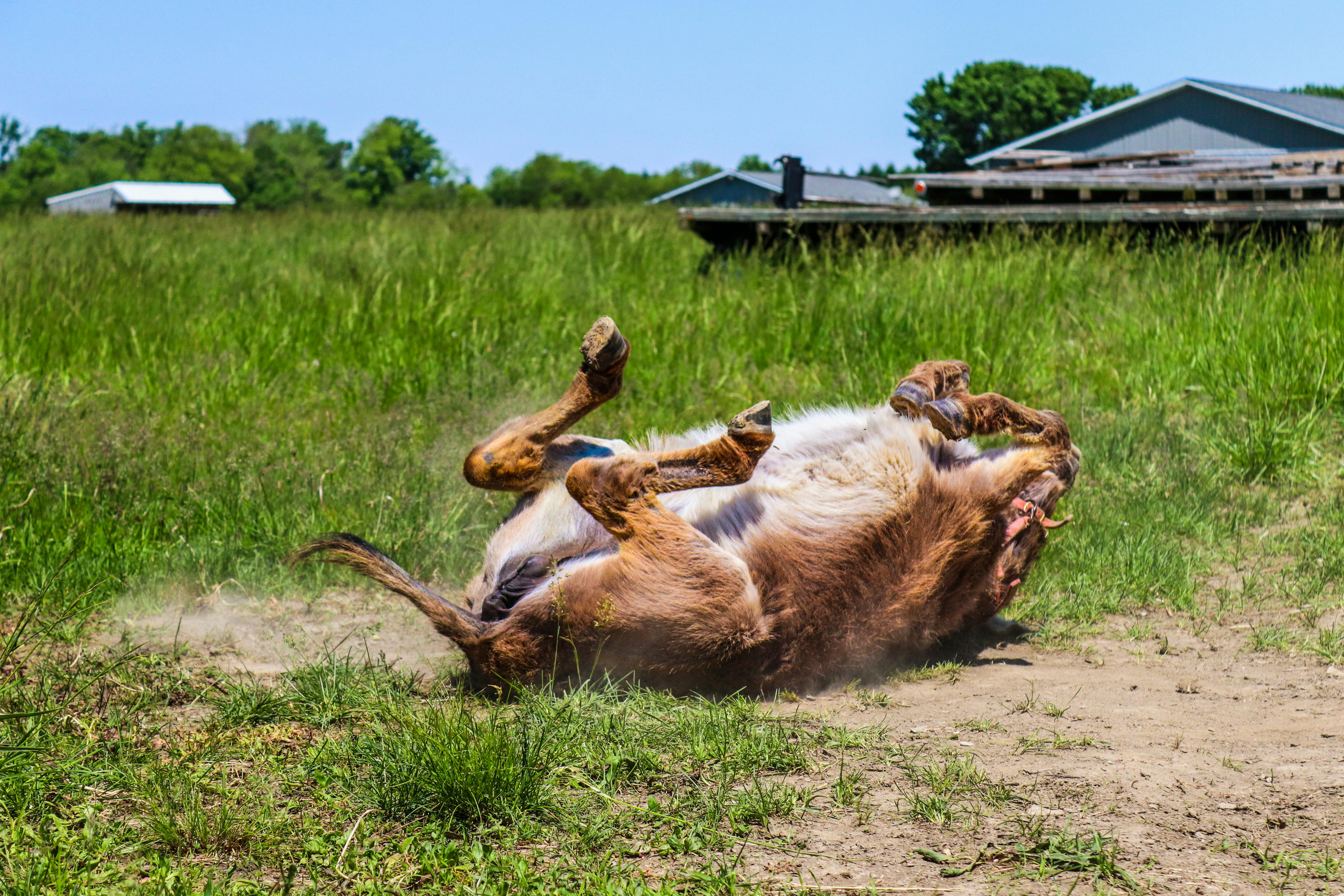 Donkey Rolling in Dusty Farm Field · Free Stock Photo