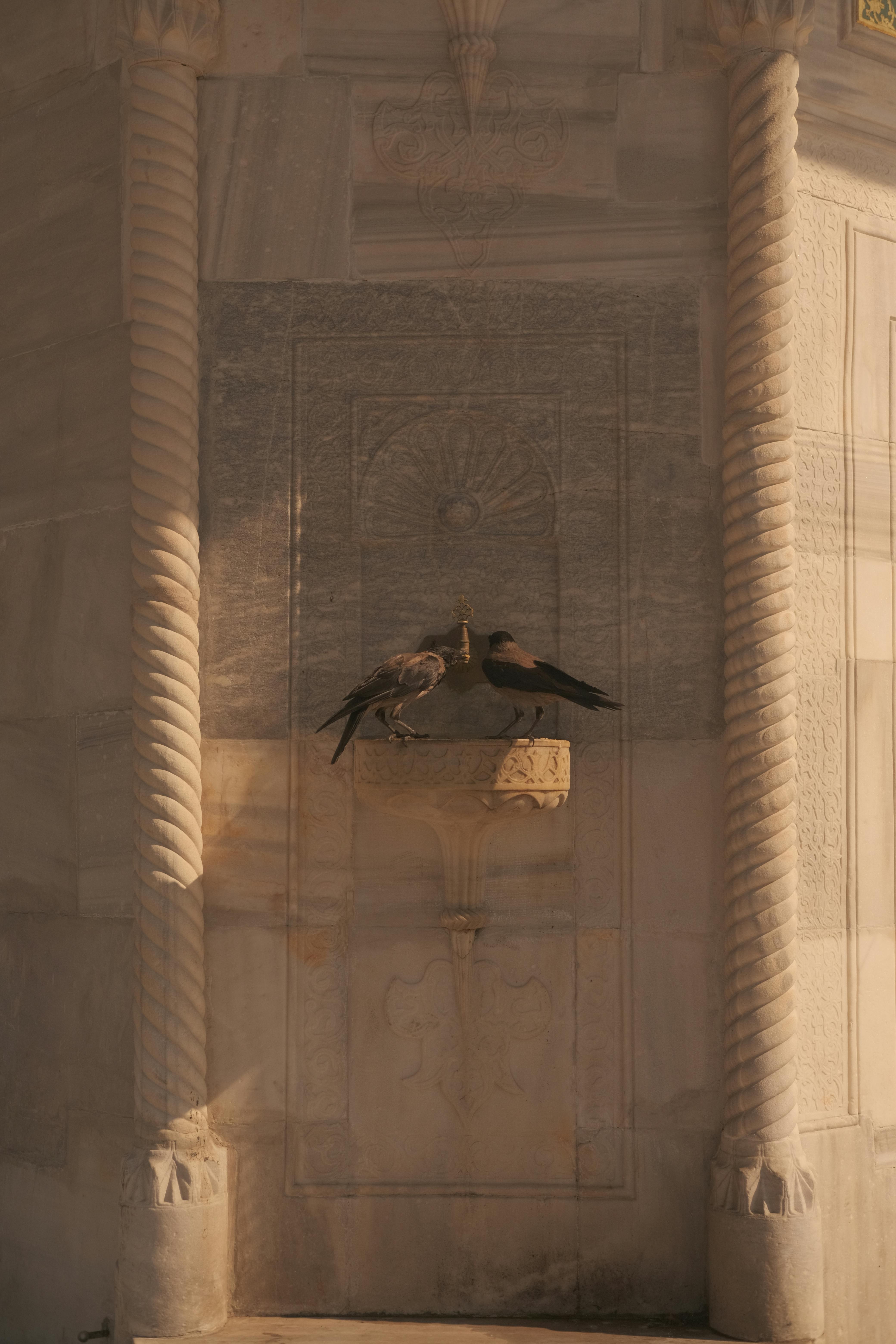 Birds Texture Photos, Download The BEST Free Birds Texture Stock Photos ...