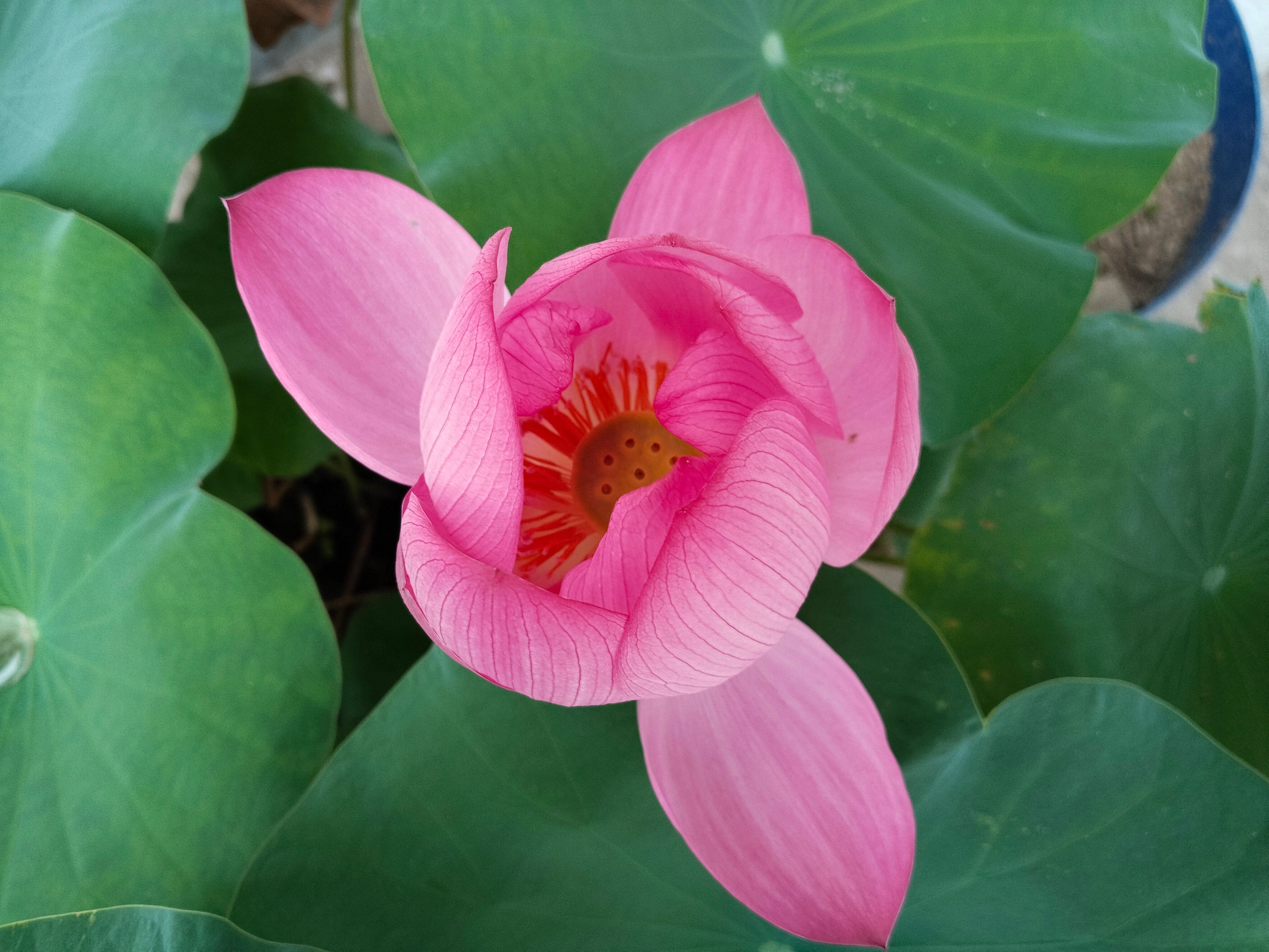 Lotus Flower Wallpaper Photos, Download The BEST Free Lotus Flower ...