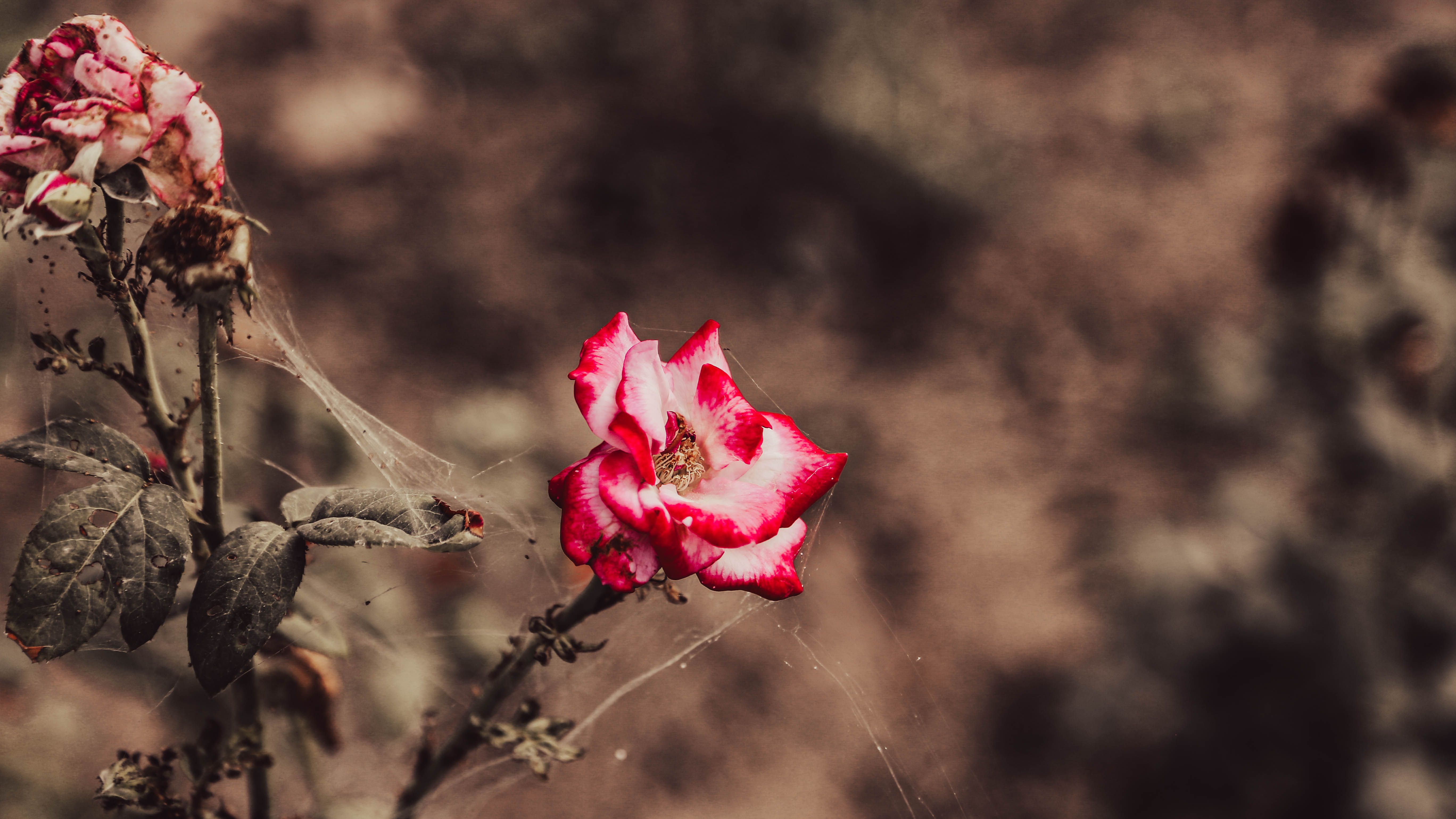 Close-up of a Withering Rose in Natural Setting · Free Stock Photo