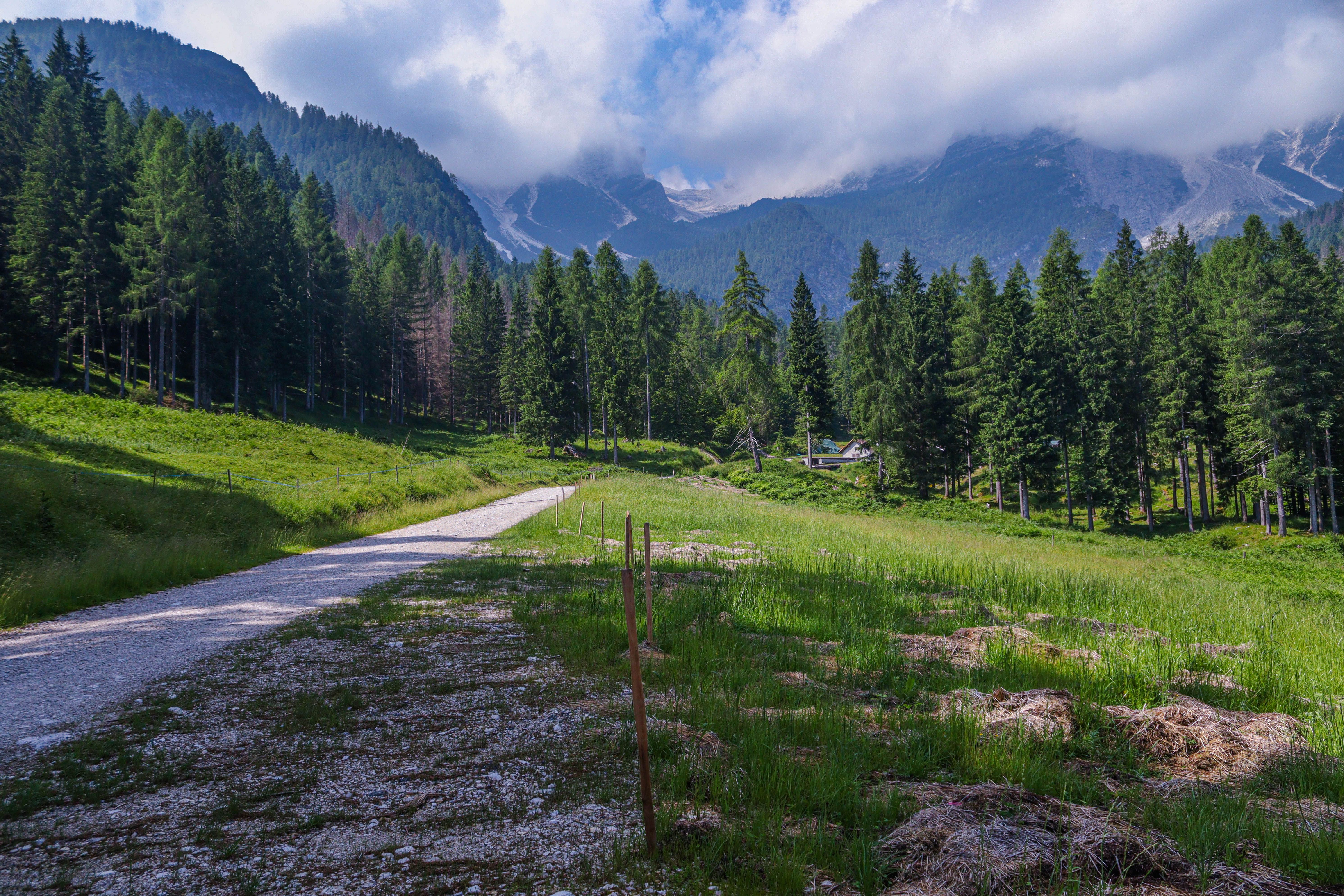 Scenic Mountain Path Through Evergreen Forest · Free Stock Photo