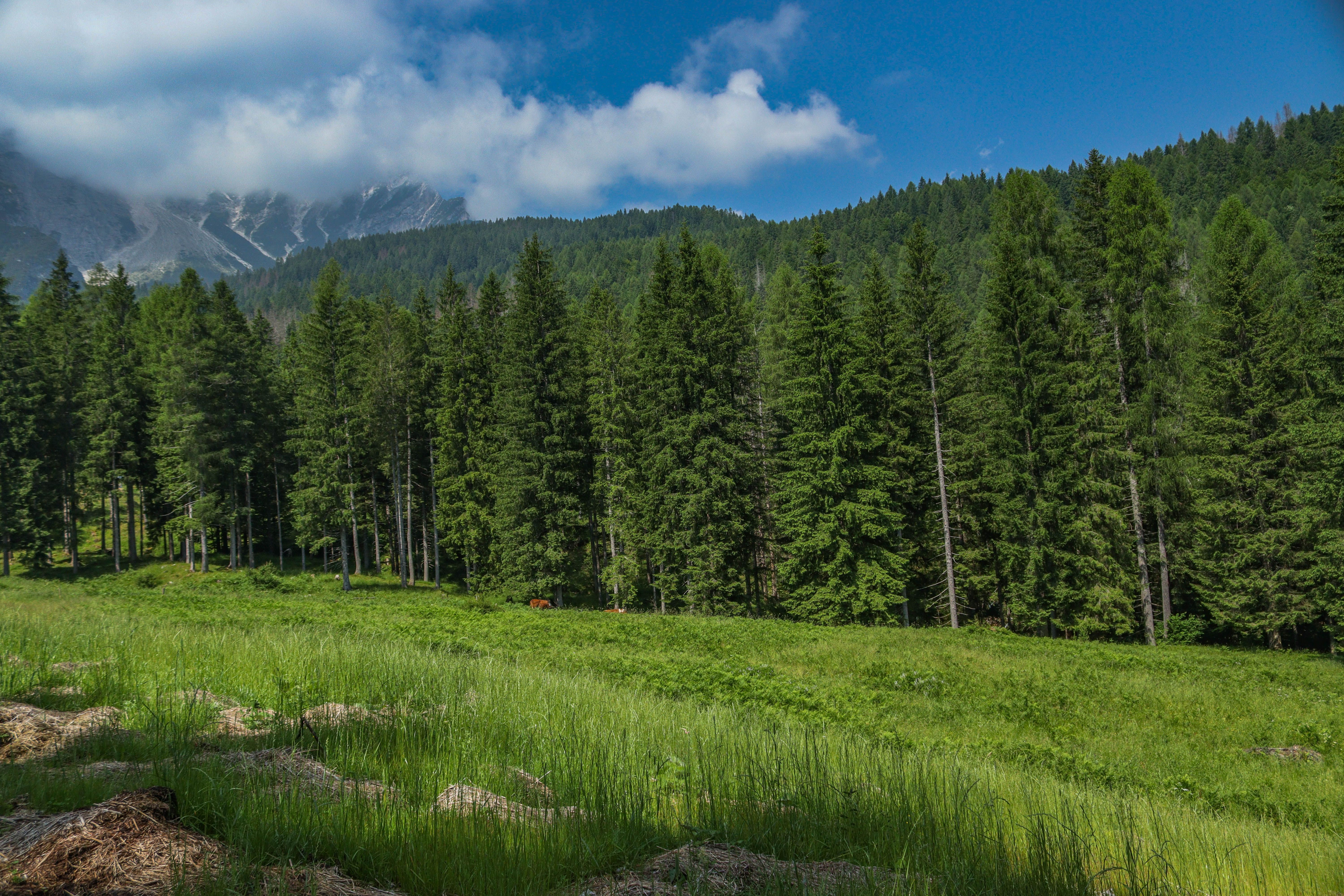 Lush Green Pine Forest in the Mountain Landscape · Free Stock Photo