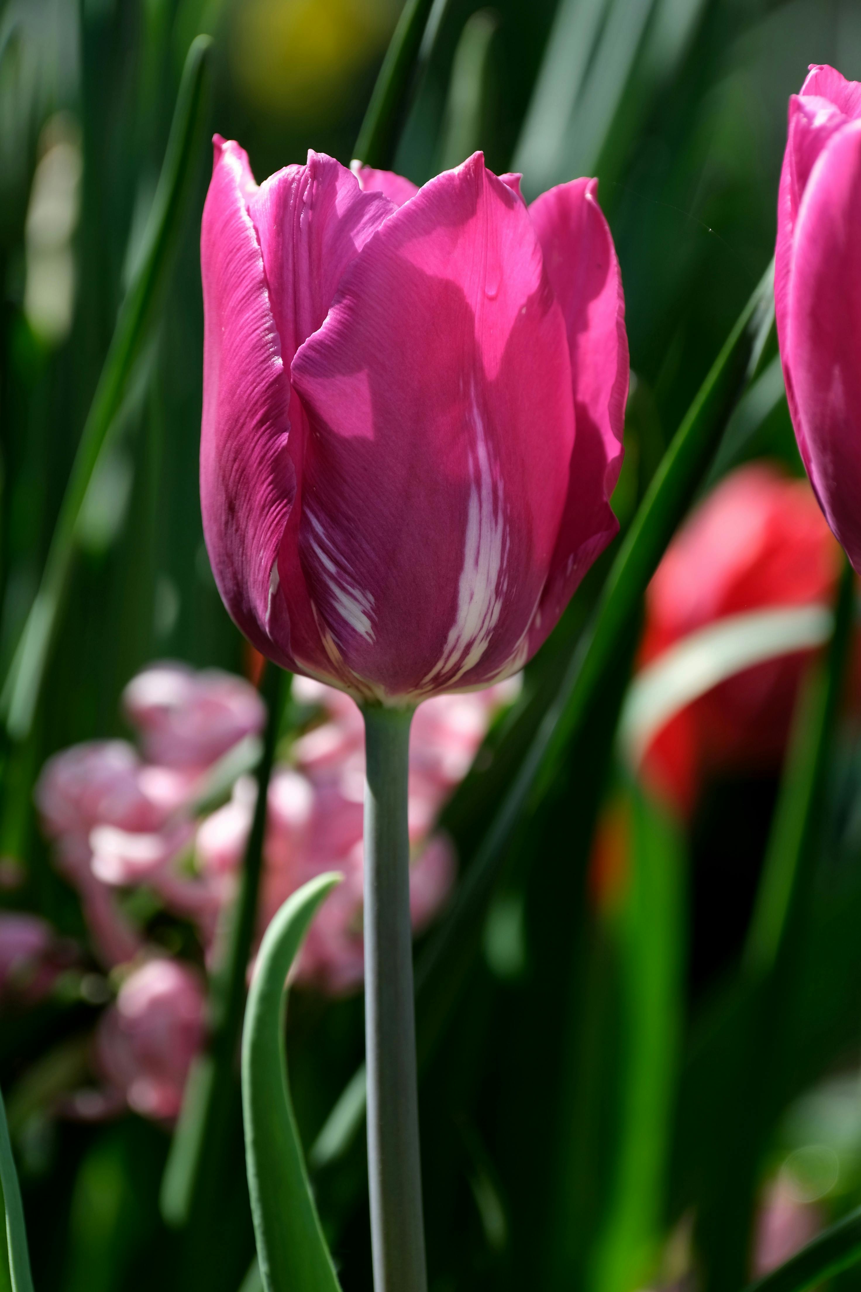 Vibrant Pink Tulip in Spring Garden Bloom · Free Stock Photo