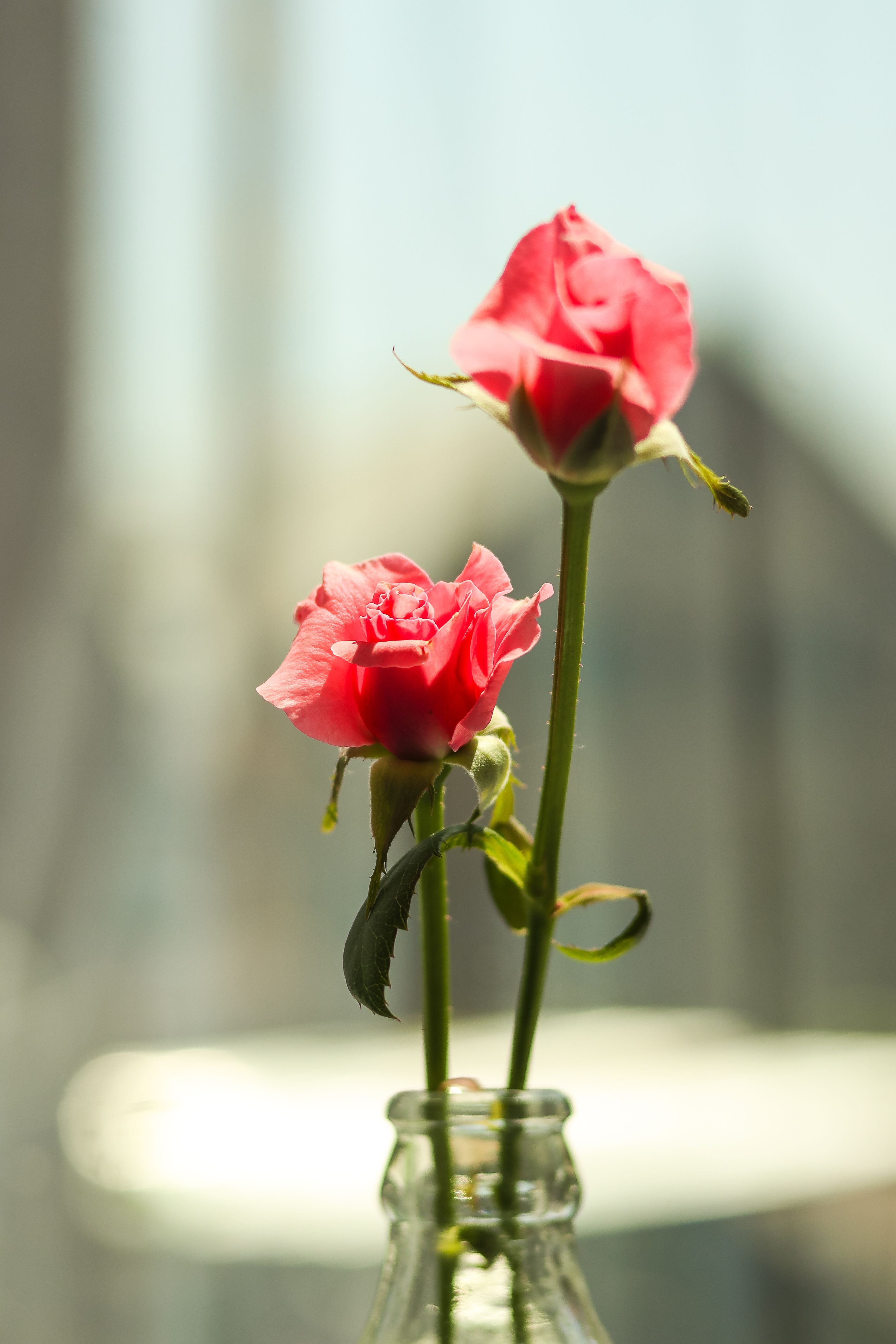 Elegance In Bloom Photos, Download The BEST Free Elegance In Bloom ...