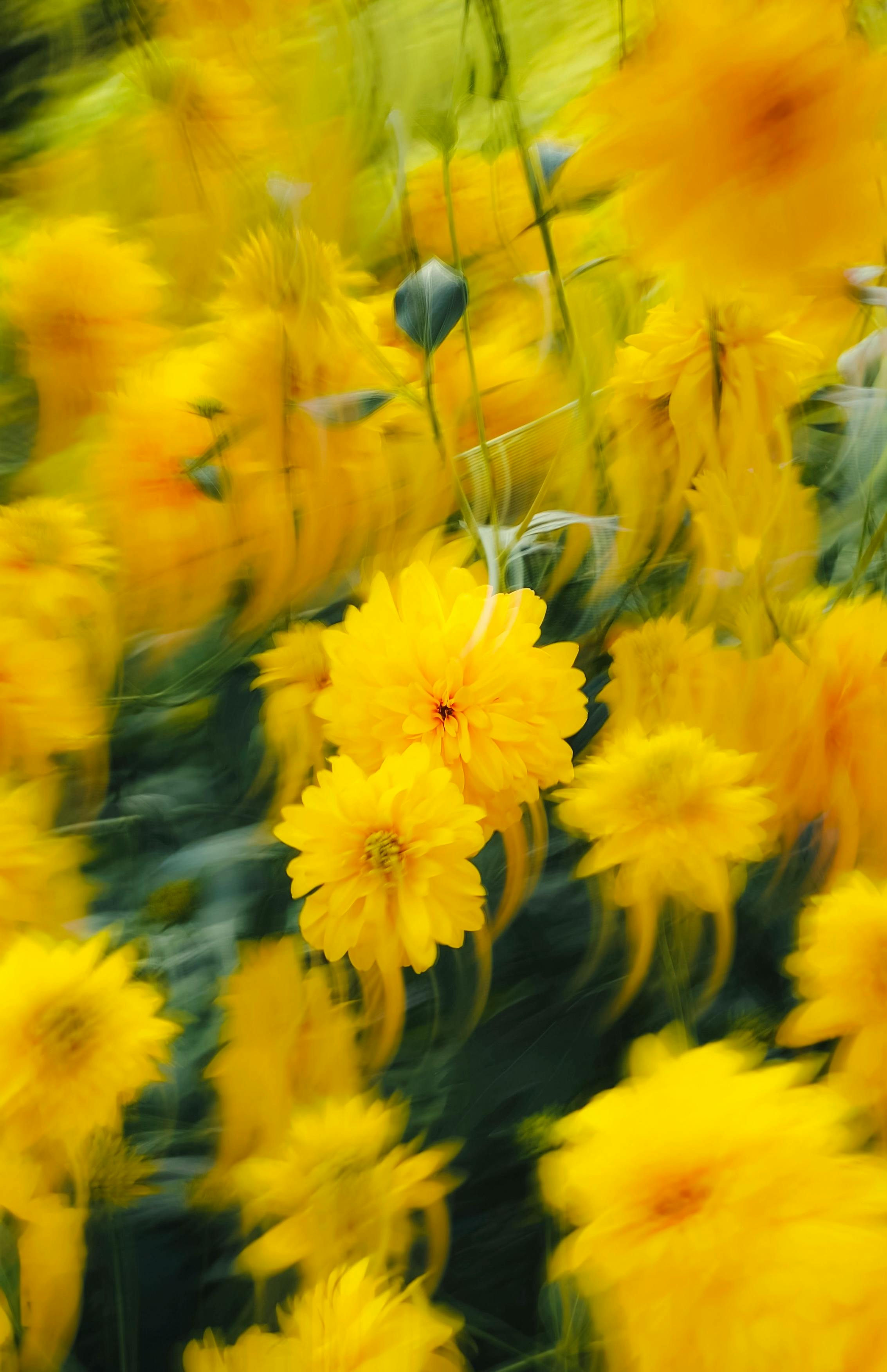 Sunny Background Photos, Download The BEST Free Sunny Background Stock ...