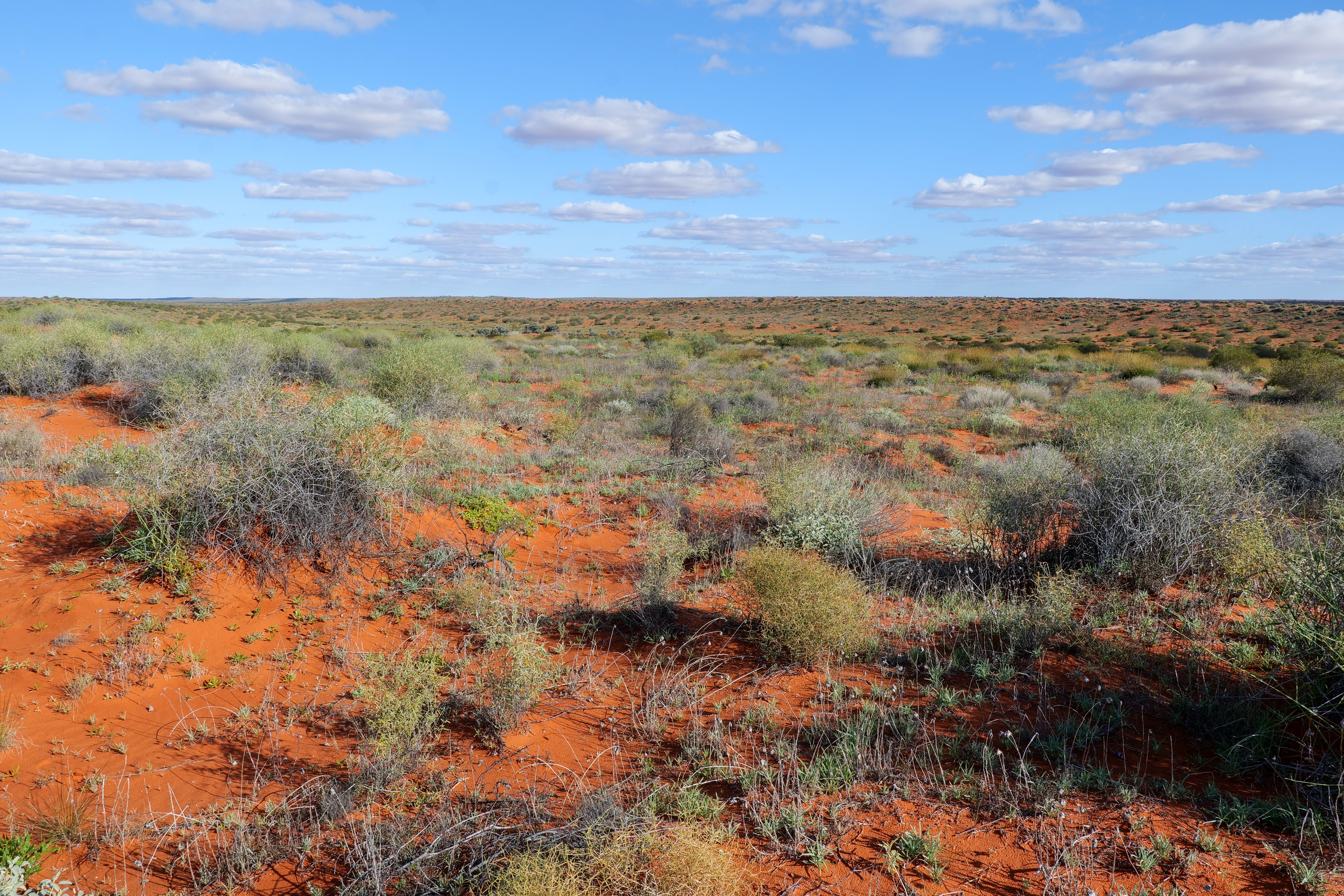 Vast Australian Outback with Red Soil and Bushes · Free Stock Photo