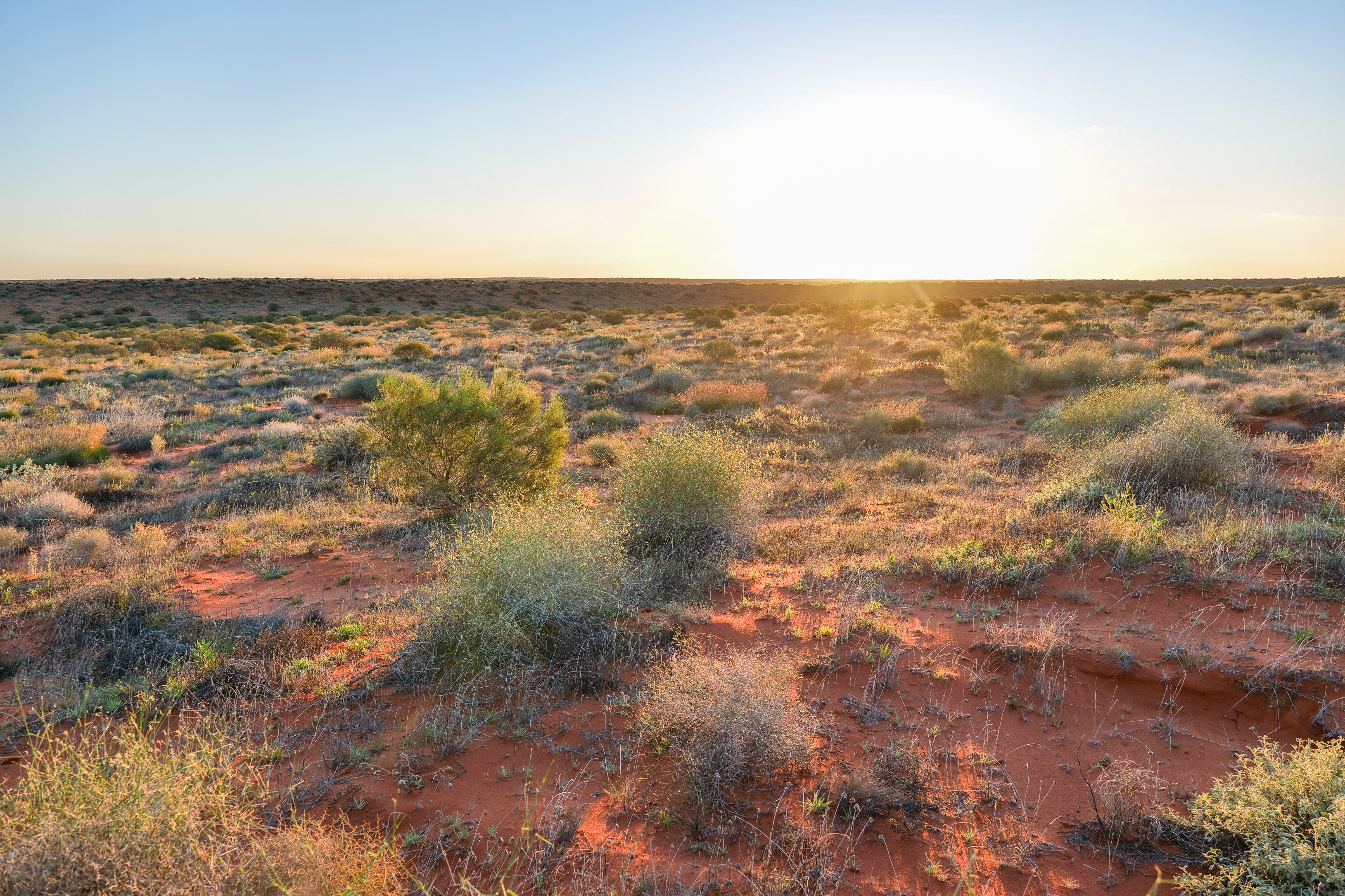 Sunlit Desert Landscape with Red Soil and Vegetation · Free Stock Photo