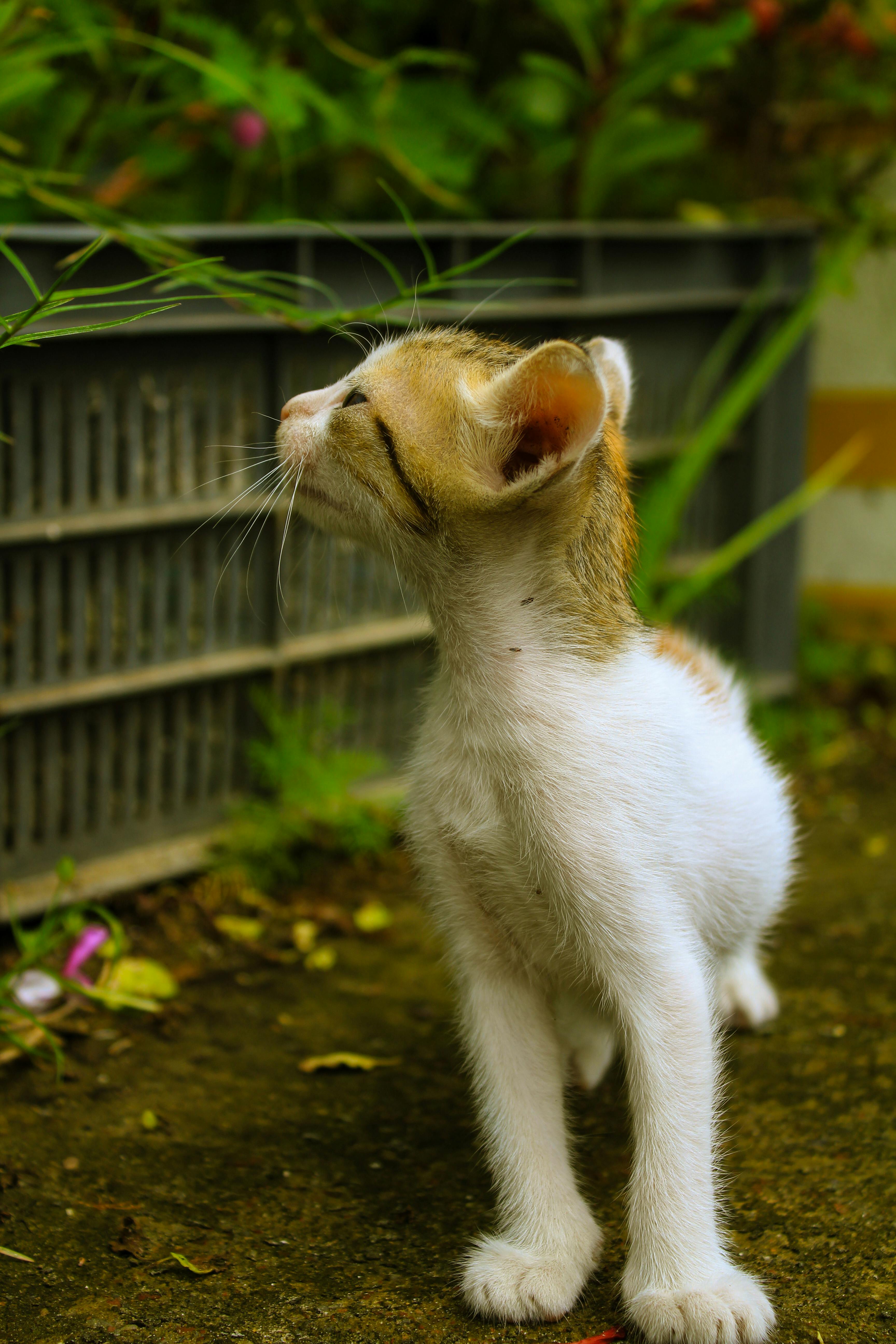 Cute Potato Photos, Download The BEST Free Cute Potato Stock Photos ...