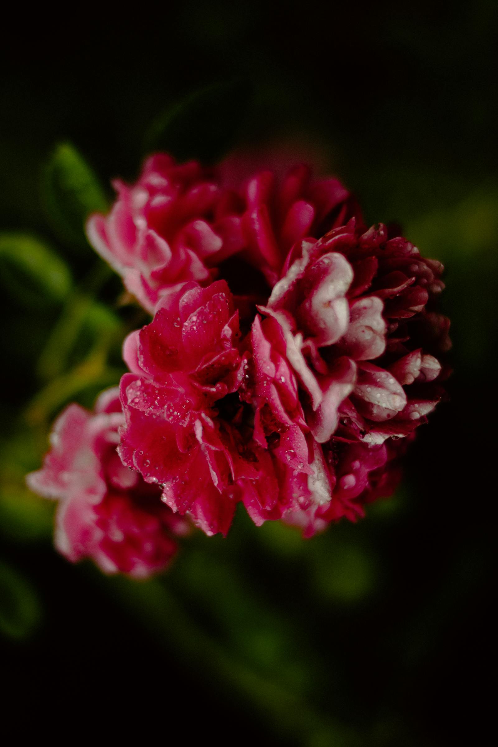 Dark Flower Photos, Download The BEST Free Dark Flower Stock Photos ...