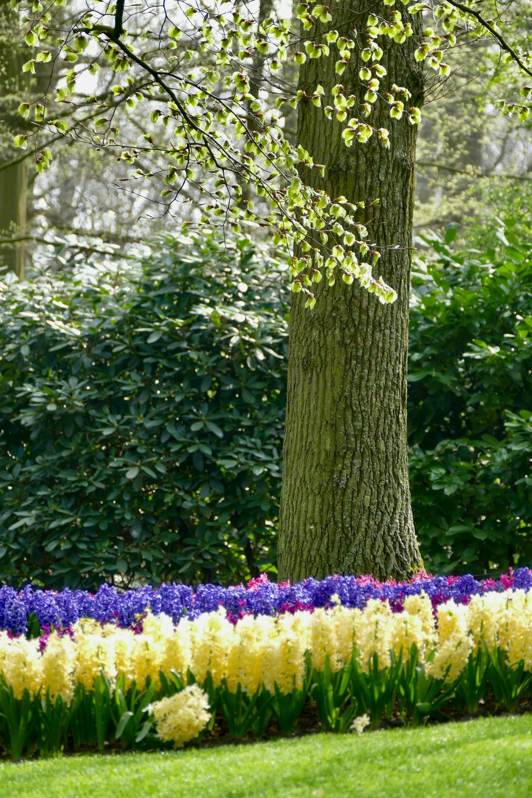 Parque Floral · Foto profissional gratuita