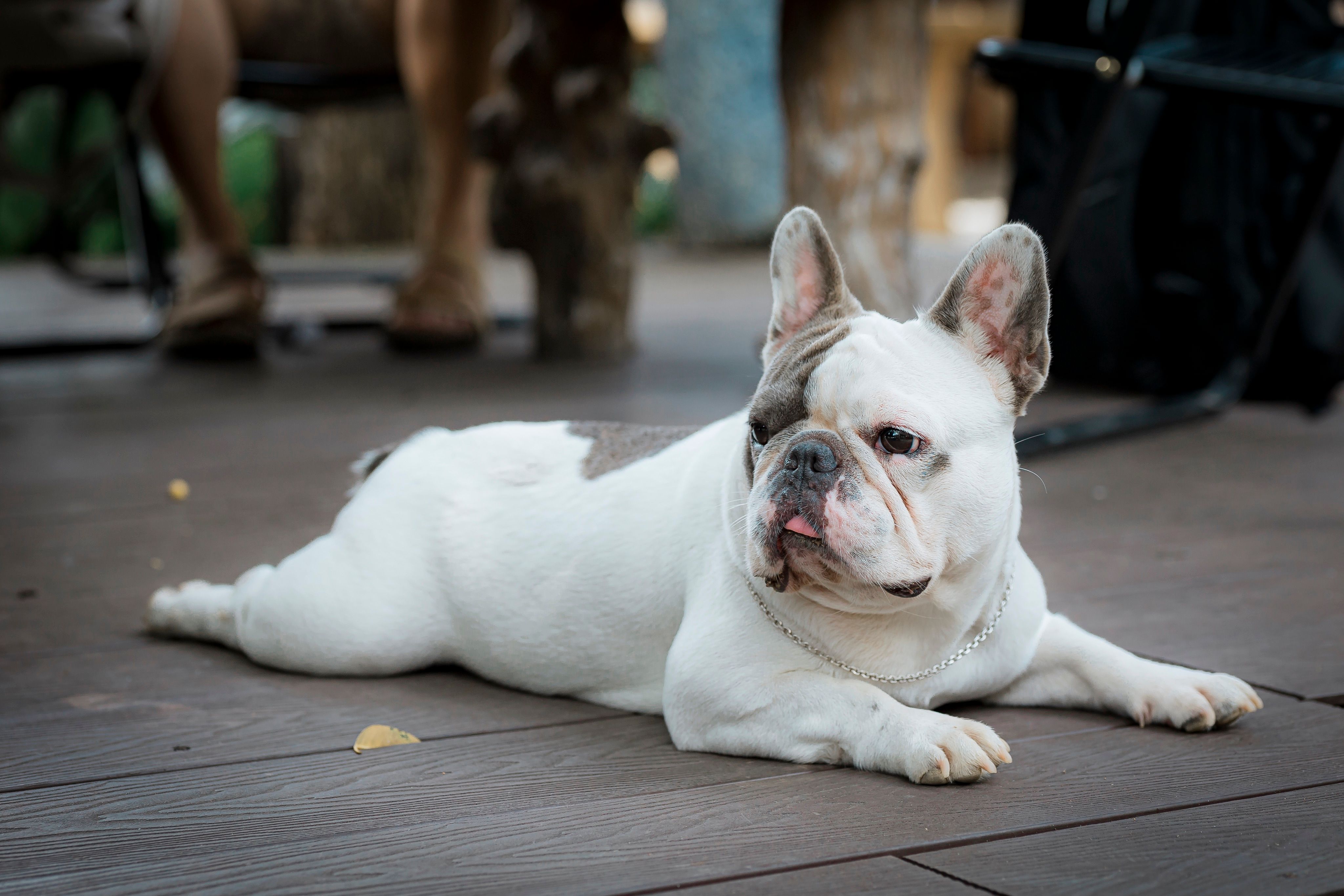 Dog Frenchie Photos, Download The BEST Free Dog Frenchie Stock Photos ...