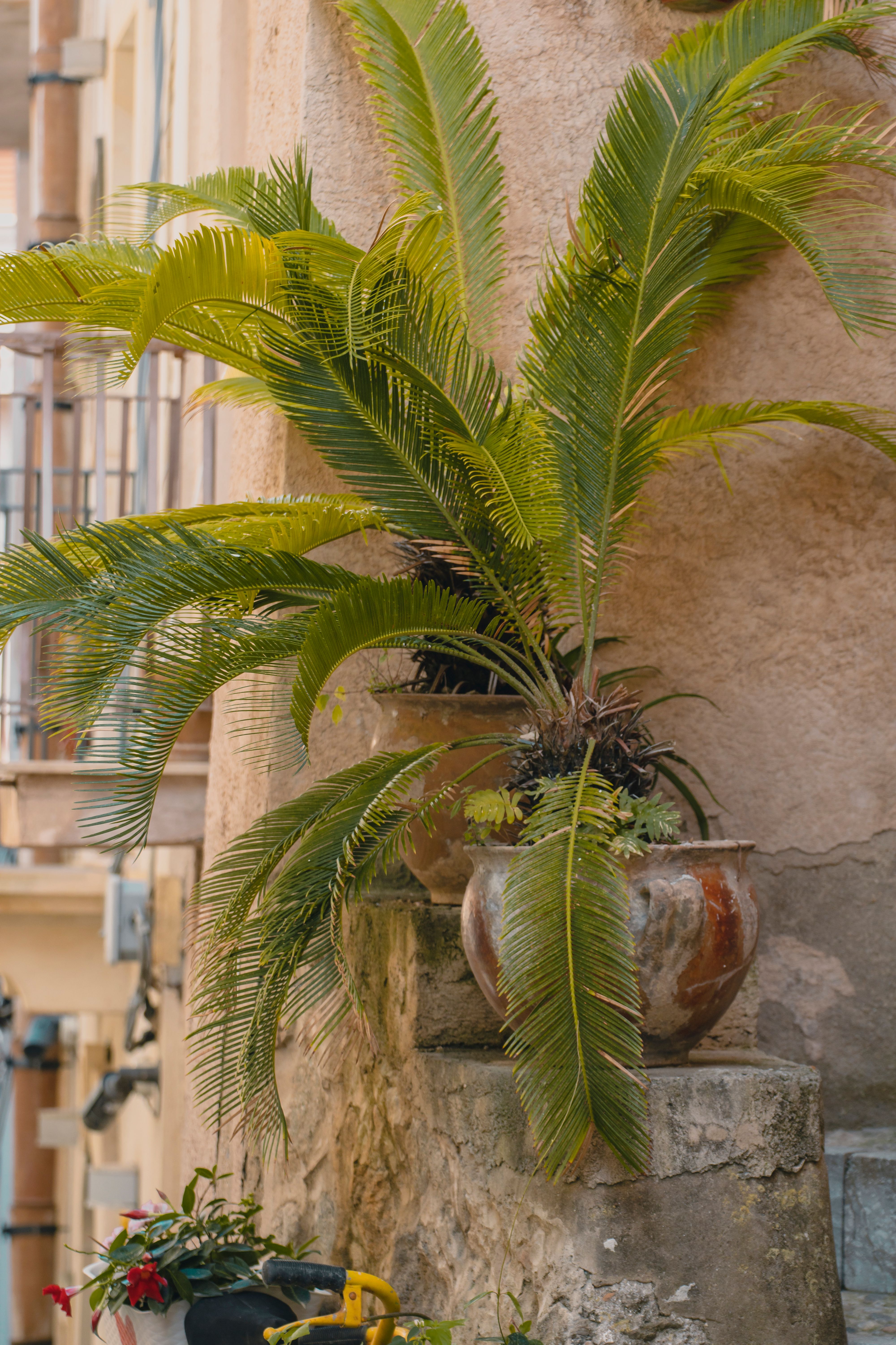 Kakitha Pots Photos, Download The BEST Free Kakitha Pots Stock Photos ...