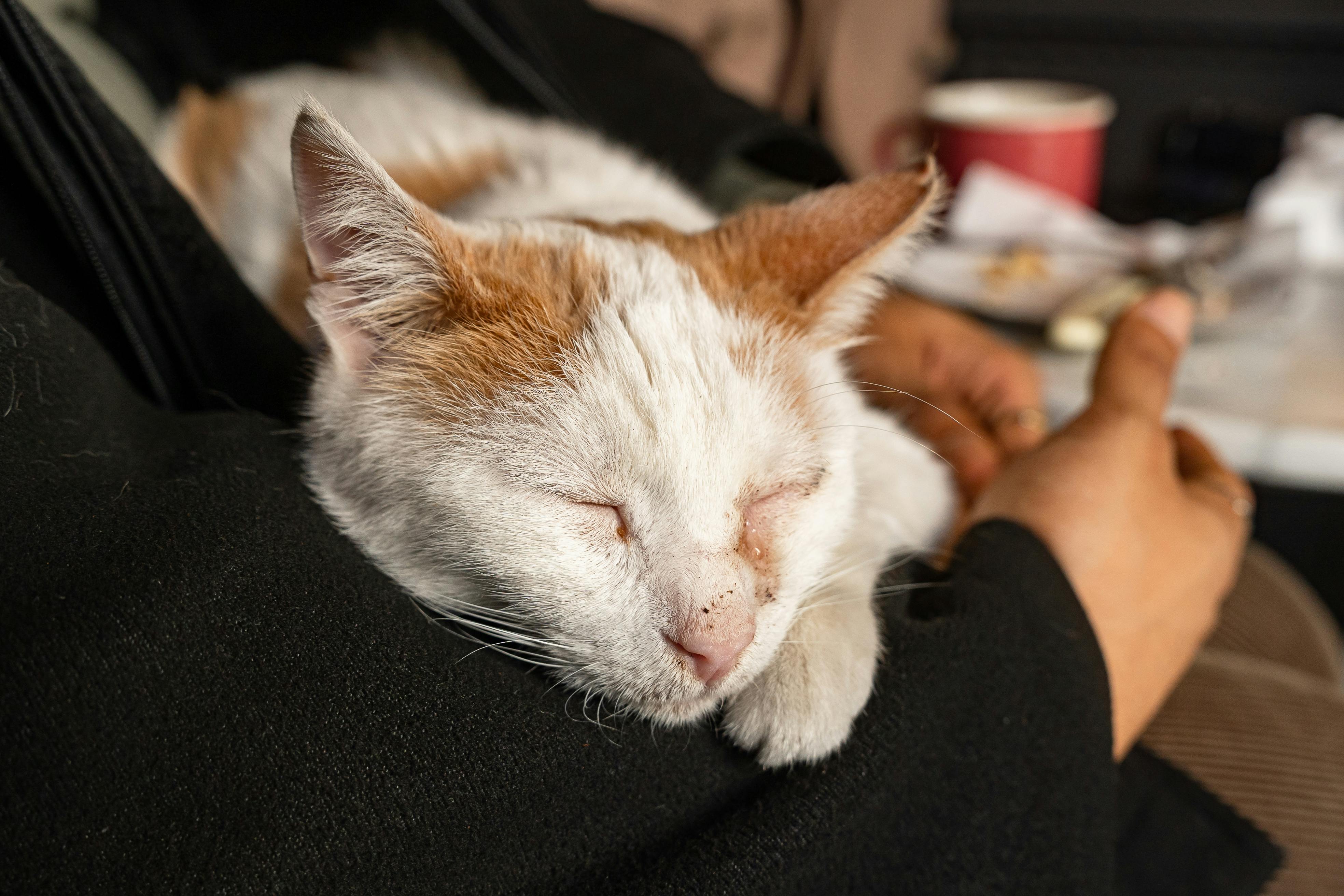 Cuddle With Cat Photos, Download The BEST Free Cuddle With Cat Stock ...