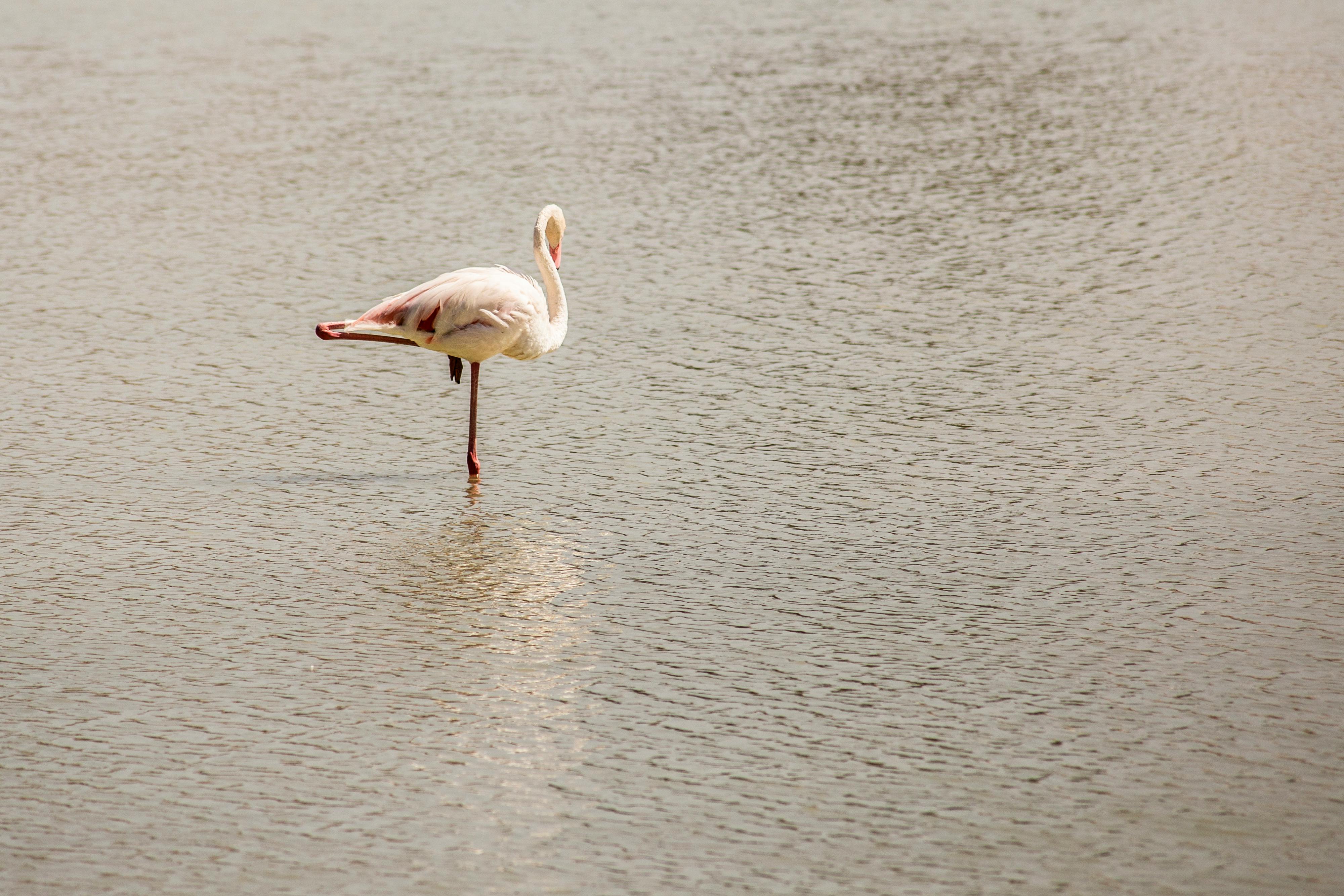 Water Bird Photos, Download The BEST Free Water Bird Stock Photos & HD ...