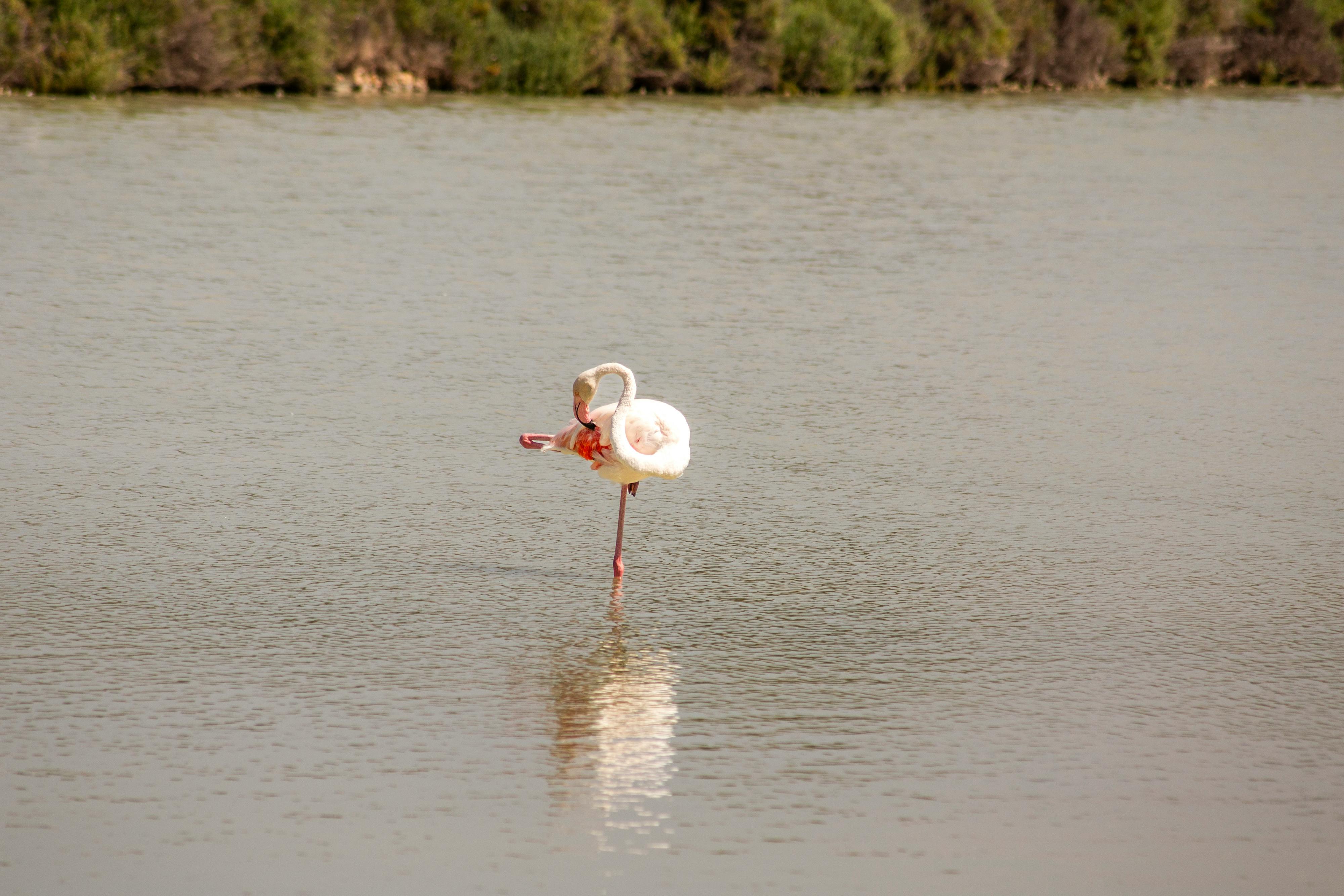 Water Bird Photos, Download The BEST Free Water Bird Stock Photos & HD ...