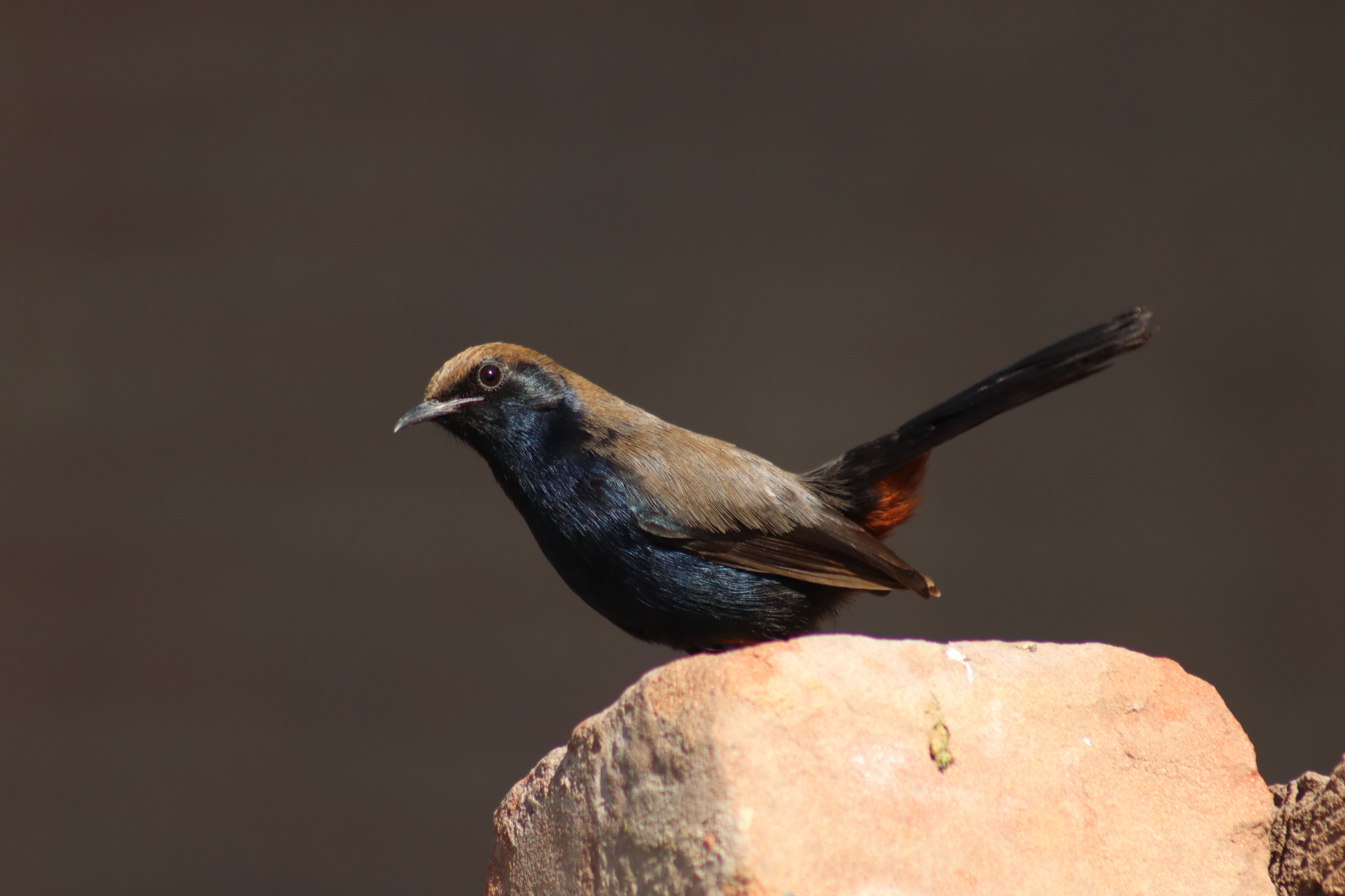 Close-Up of Indian Robin on Rock in Pakistan · Free Stock Photo