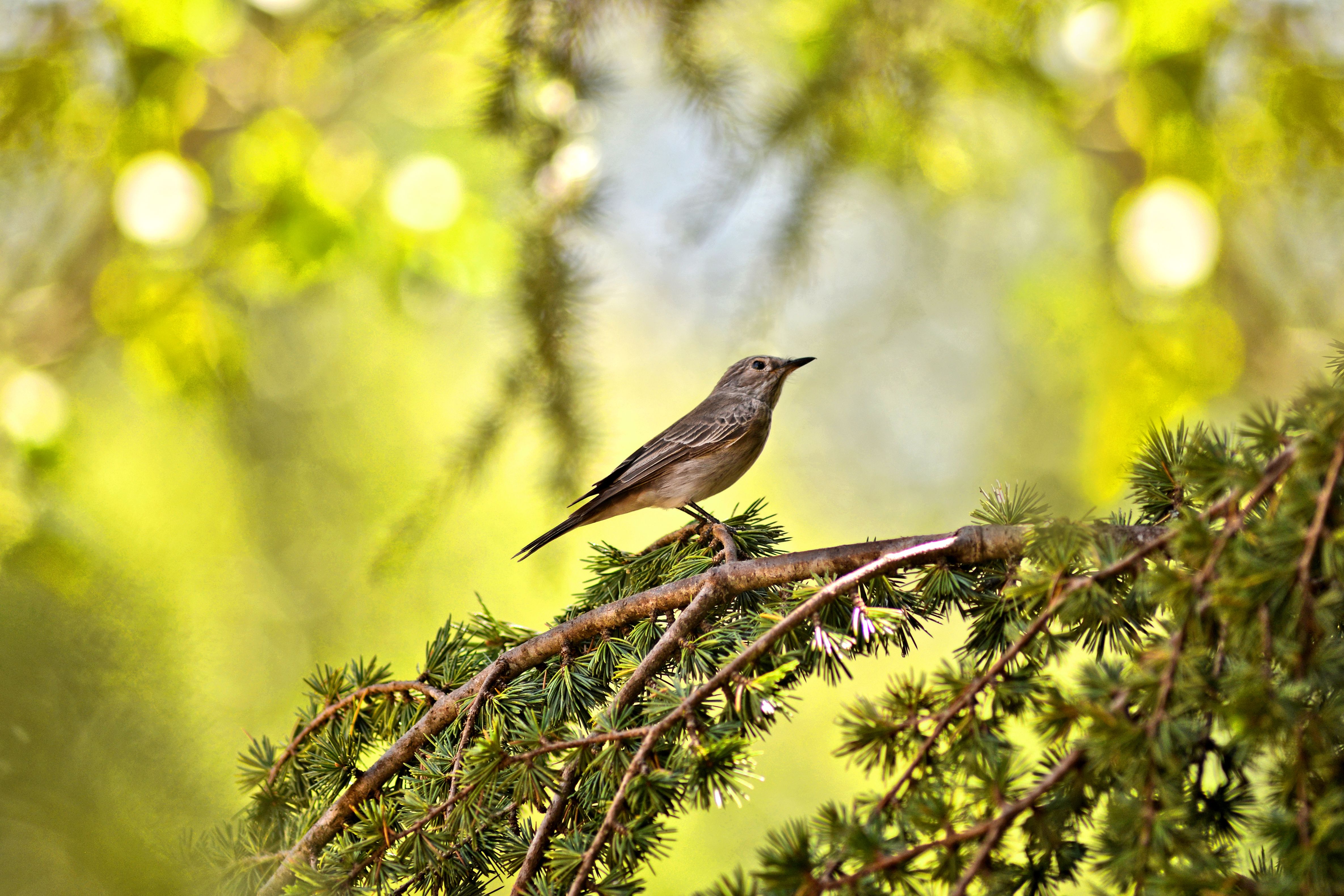 Natural Light Photos, Download The BEST Free Natural Light Stock Photos ...