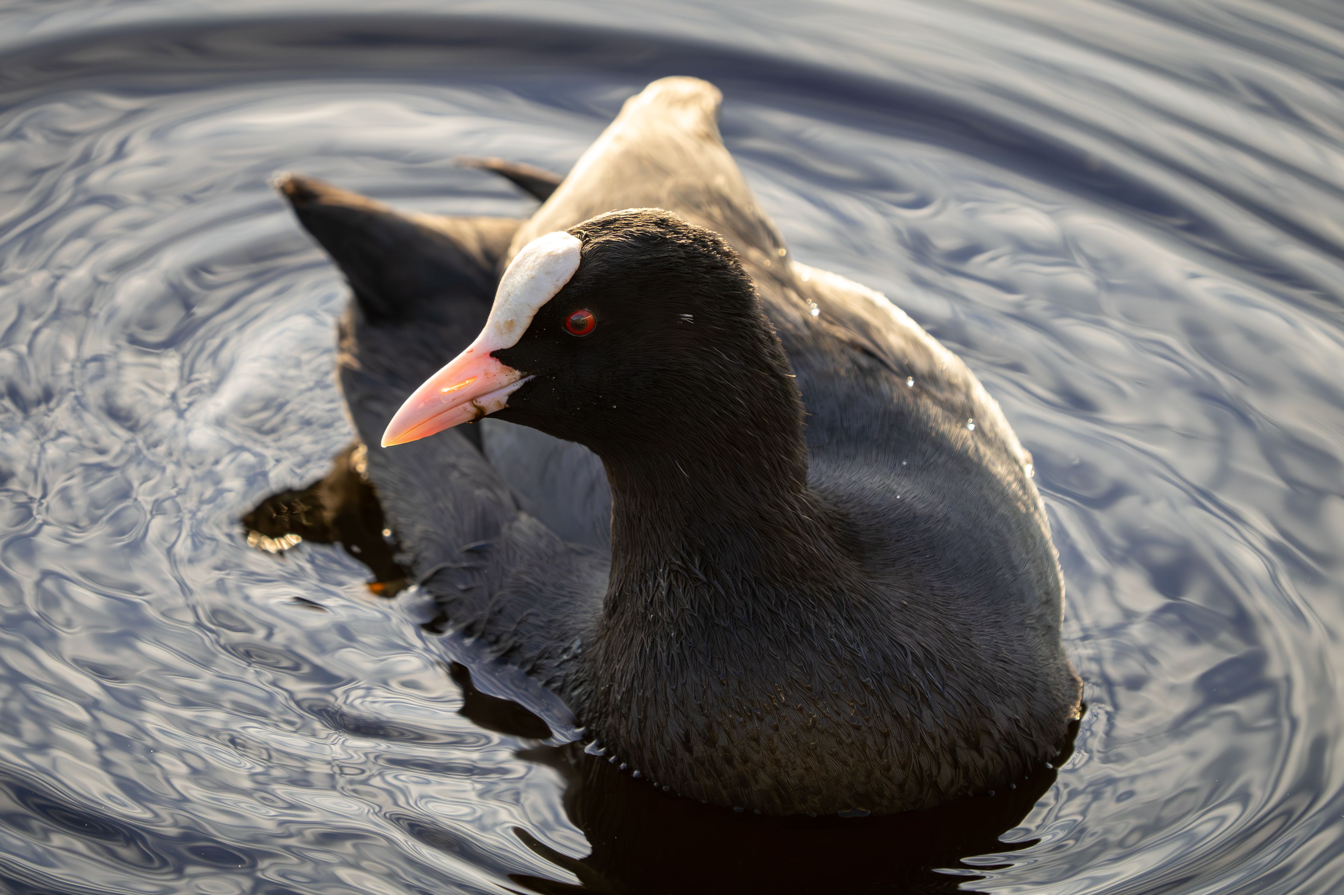 Bocil Coot Photos, Download The BEST Free Bocil Coot Stock Photos & HD ...