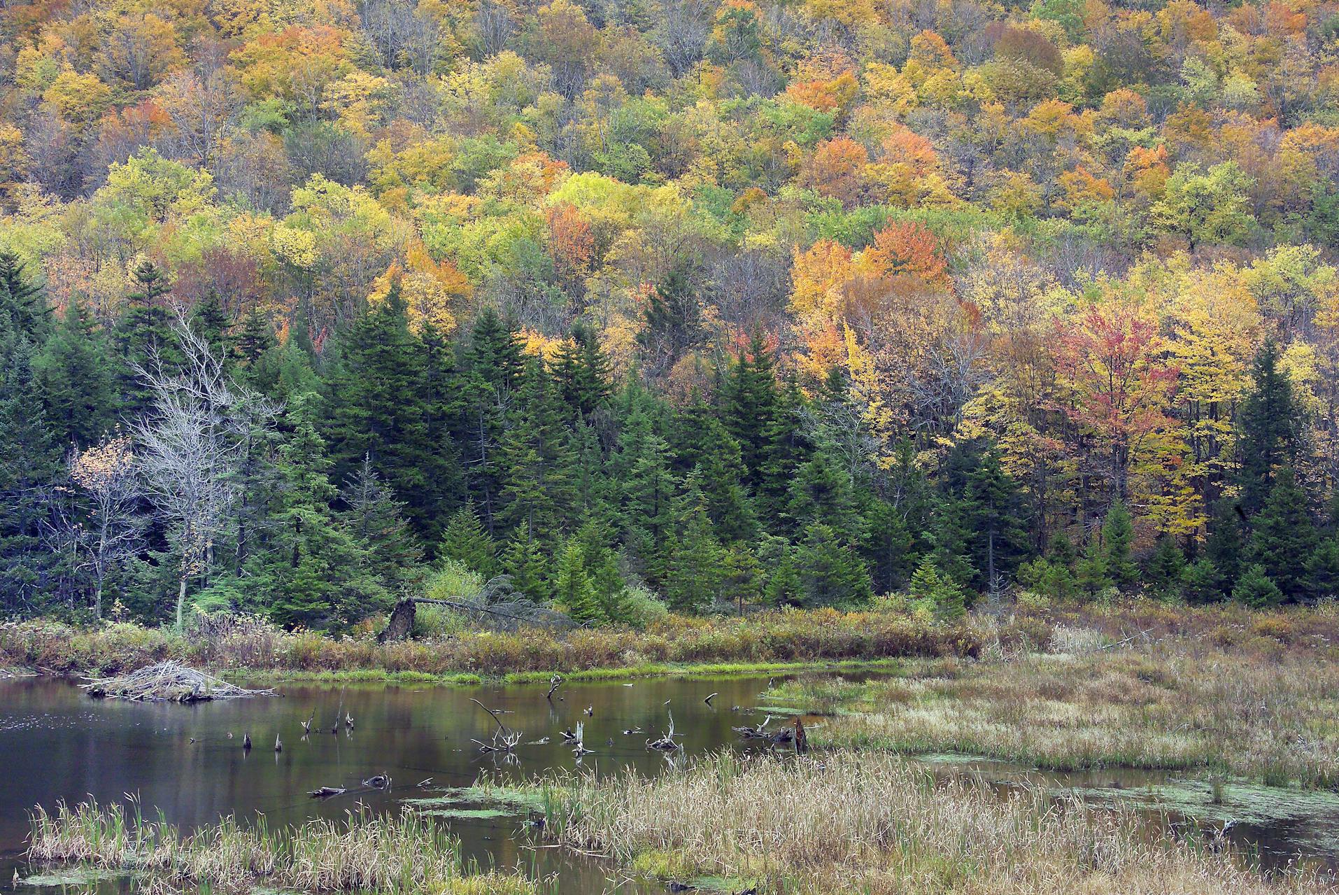 North American Beavers: Keystone Species Explained