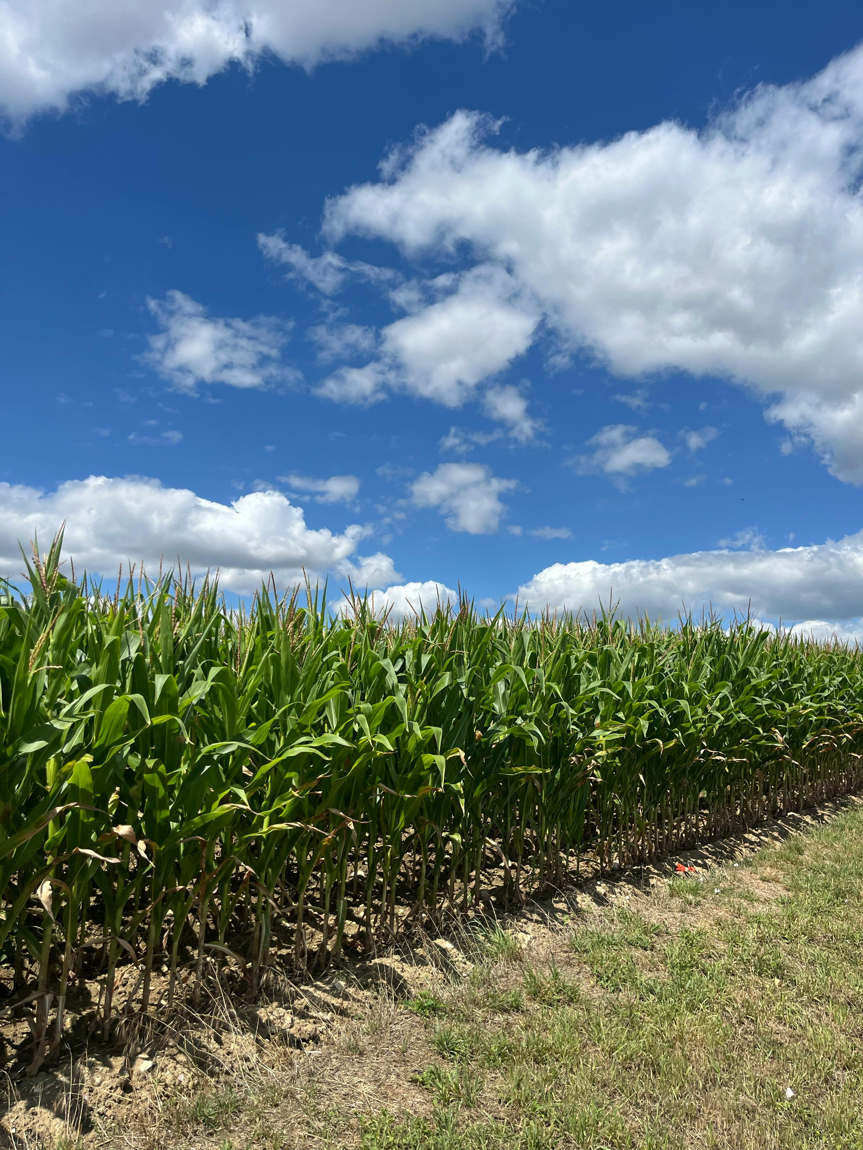 Corn Landscape Photos, Download The BEST Free Corn Landscape Stock ...