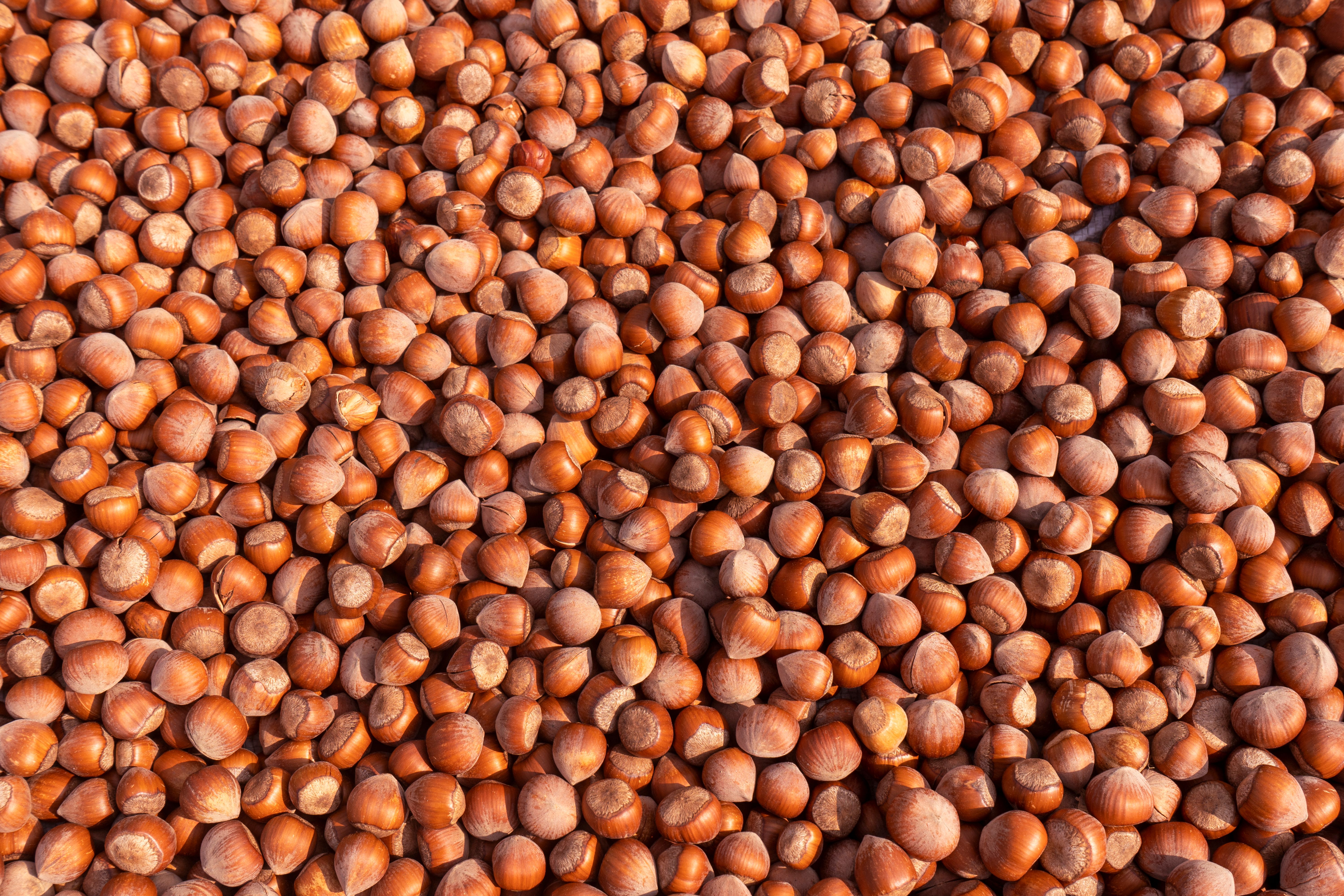 Abundant Harvest of Hazelnuts from Türkiye · Free Stock Photo