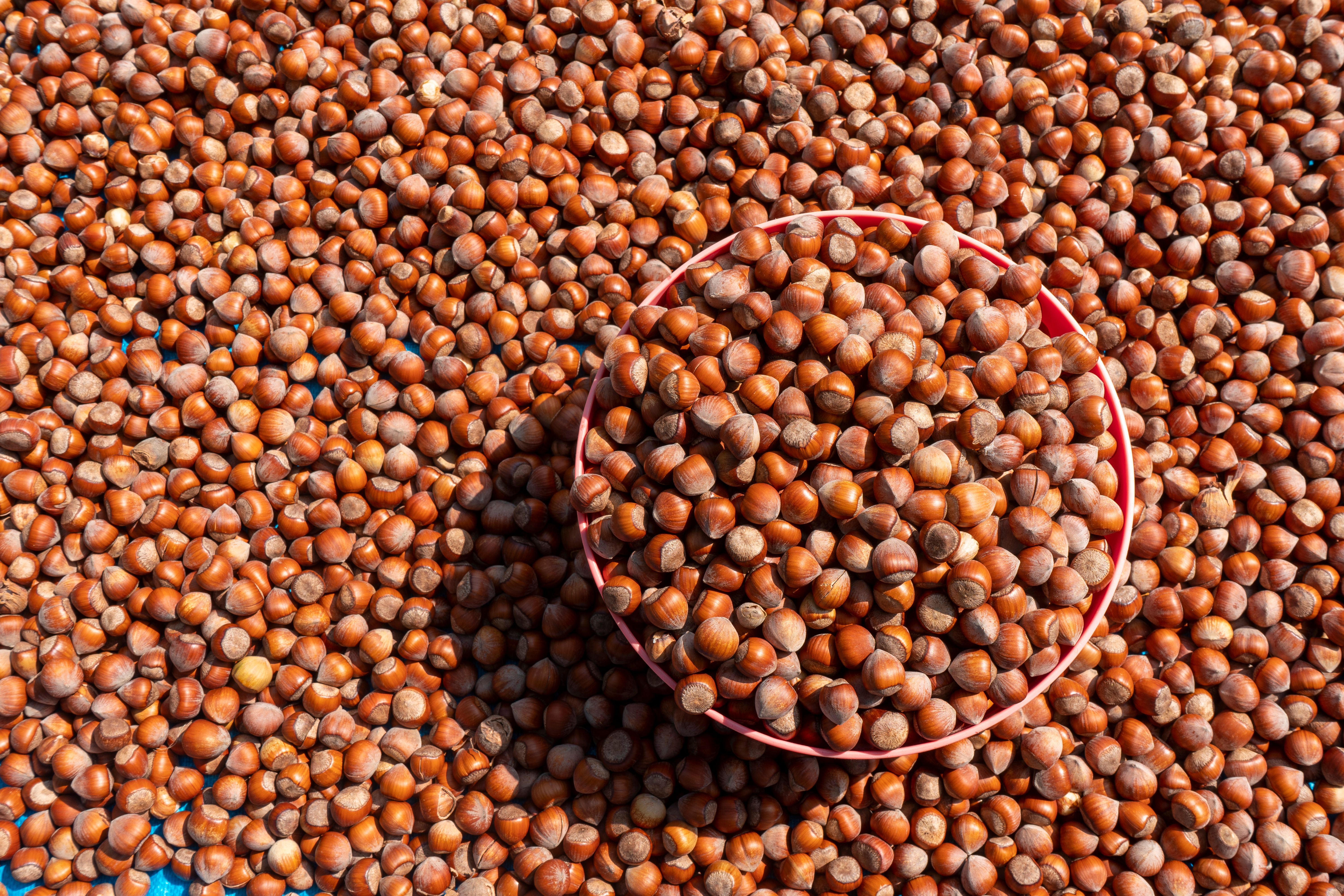 Food Sscience Background Photos, Download The BEST Free Food Sscience ...