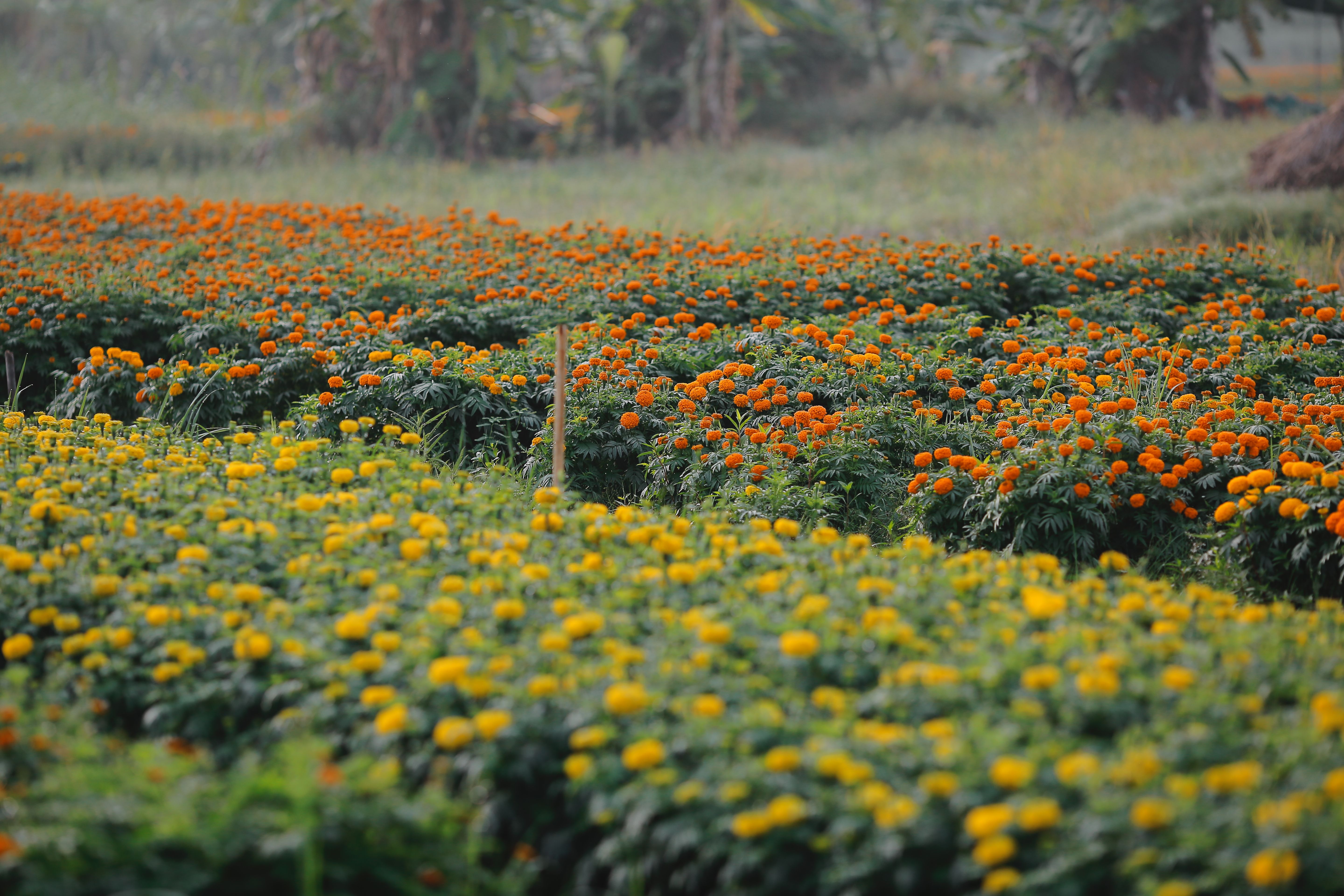 Vibrant Marigold Fields in Bloom During Daytime · Free Stock Photo