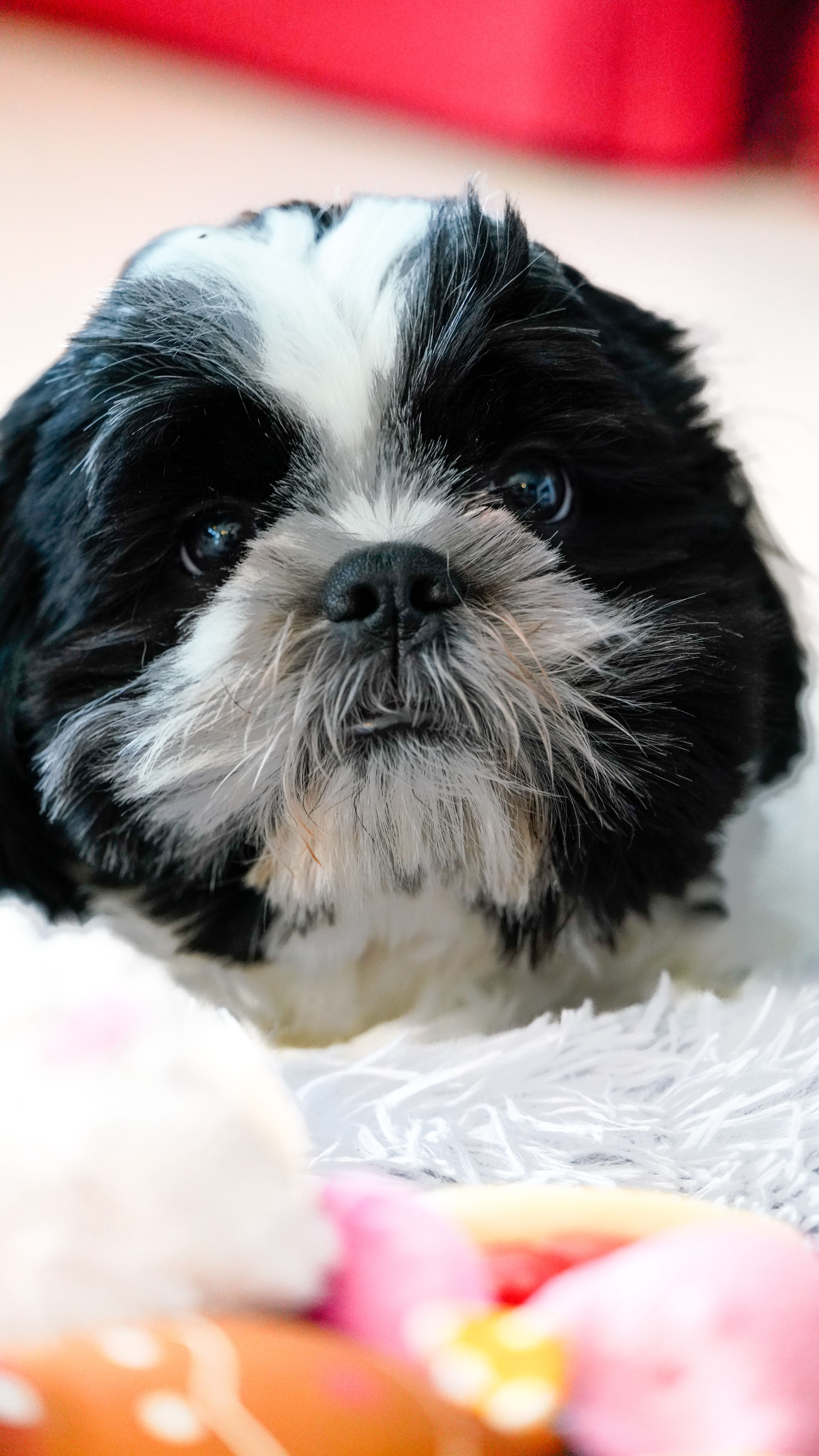 Adorable Shih Tzu Puppy on a Cozy Blanket · Free Stock Photo